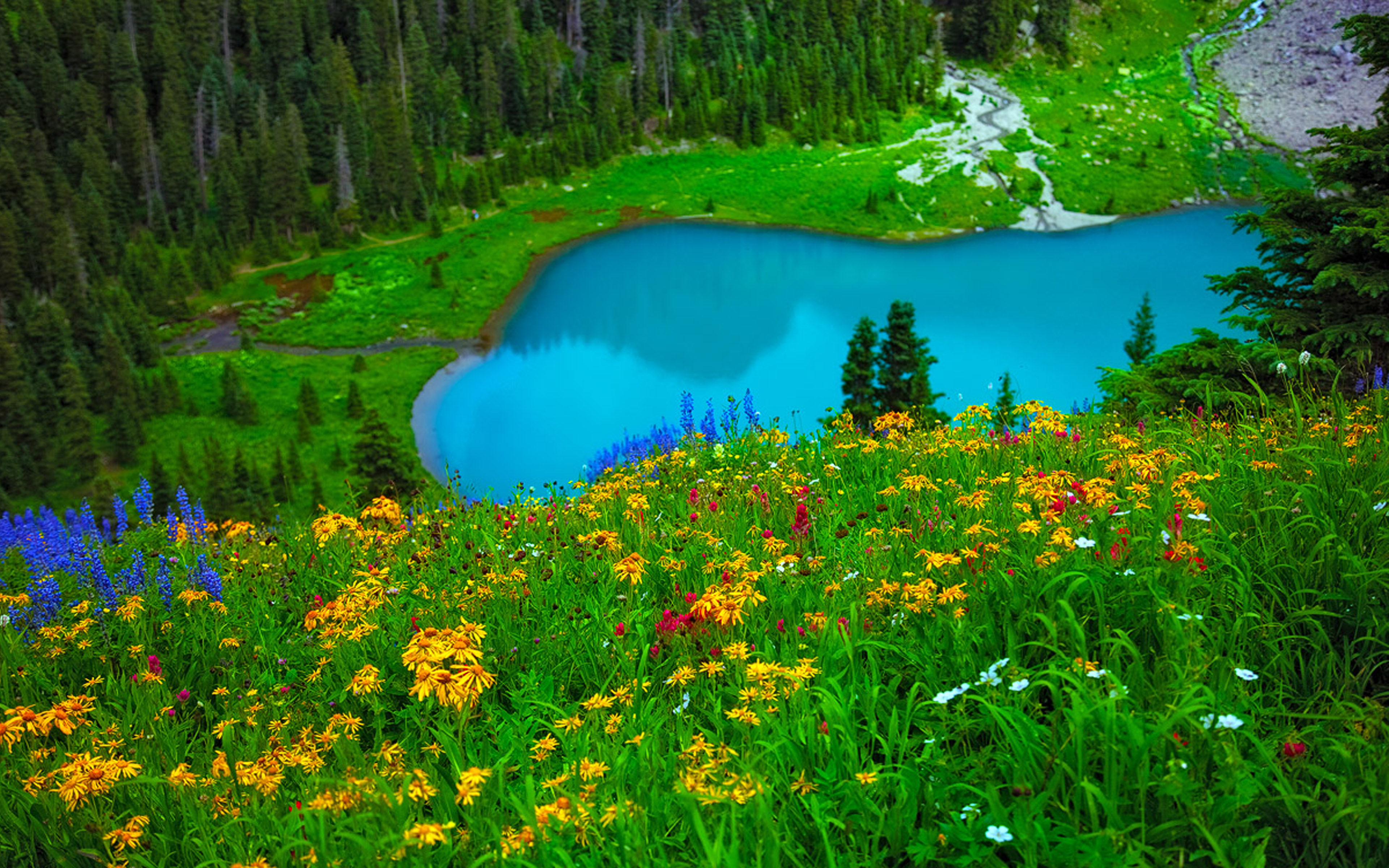 Forest W Flowers Hd - 3840x2400 Wallpaper - teahub.io