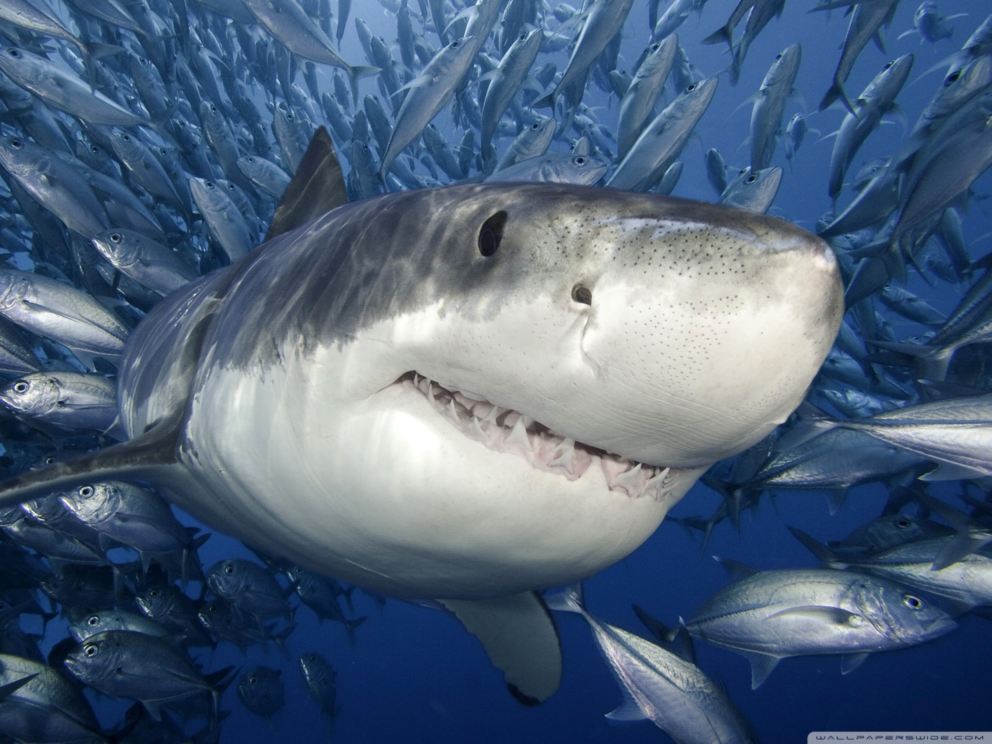 Shark Teeth With Braces - 1440x1080 Wallpaper - teahub.io