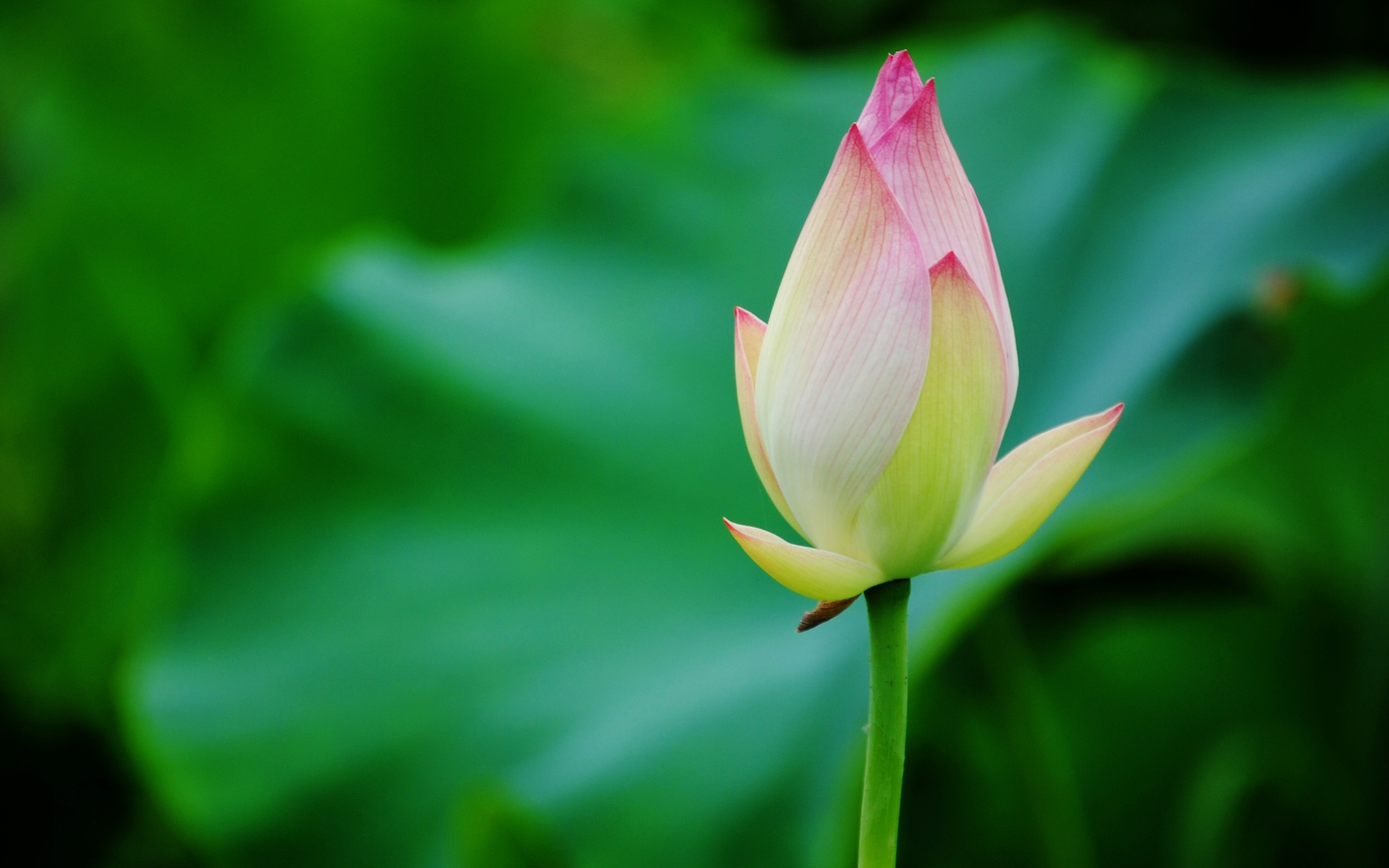 Wallpaper Lotus Bud - Lotus Bud - 2560x1600 Wallpaper - teahub.io