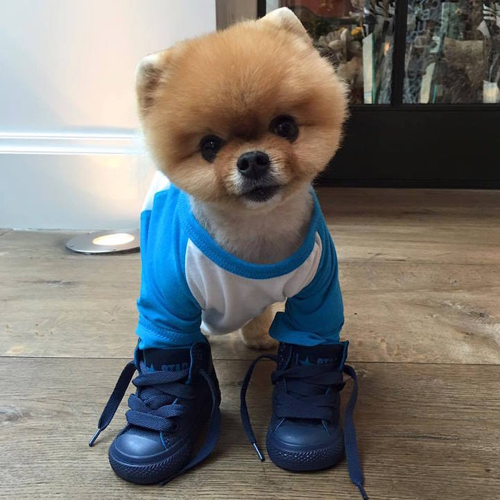 Pomeranian Jiff - 721x721 Wallpaper - teahub.io