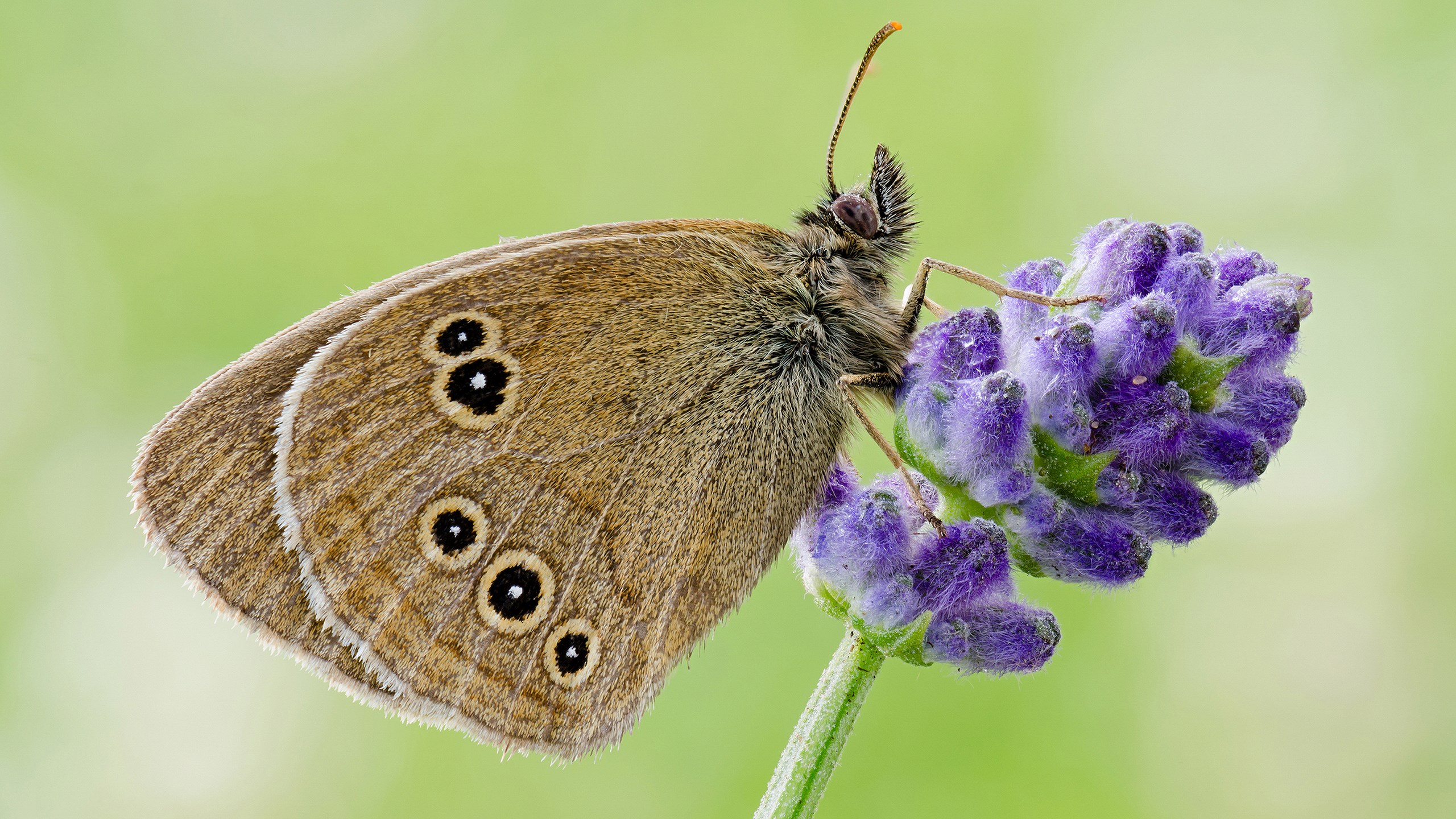 Ringlet - 2560x1440 Wallpaper - teahub.io