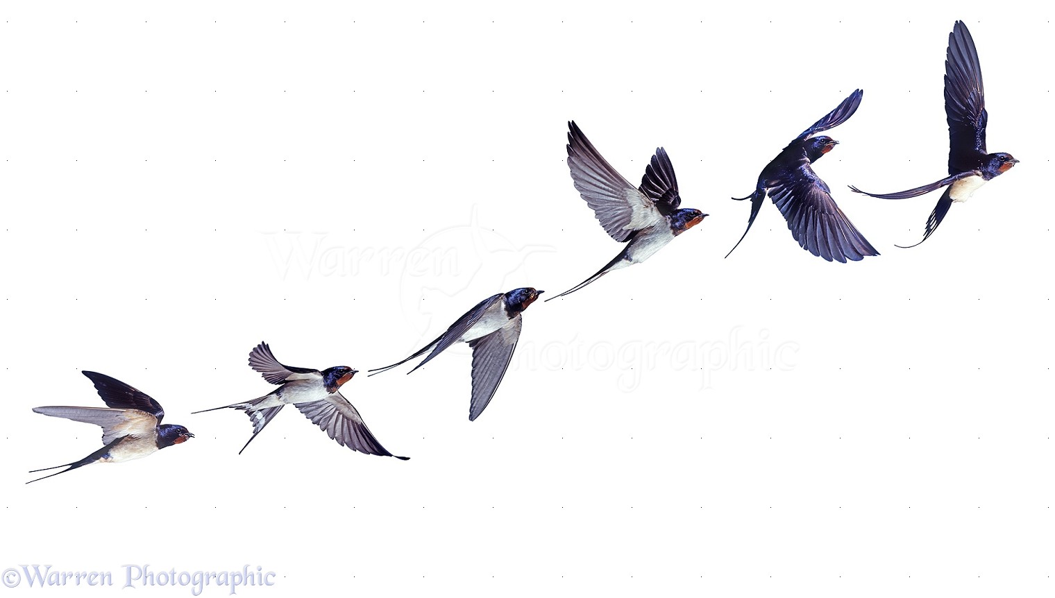 Swallow Wallpapers Group With 53 Items - Swallow Bird Tattoo - 1520x862 ...