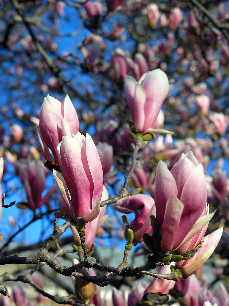 Chinese Magnolia - 768x1024 Wallpaper - teahub.io