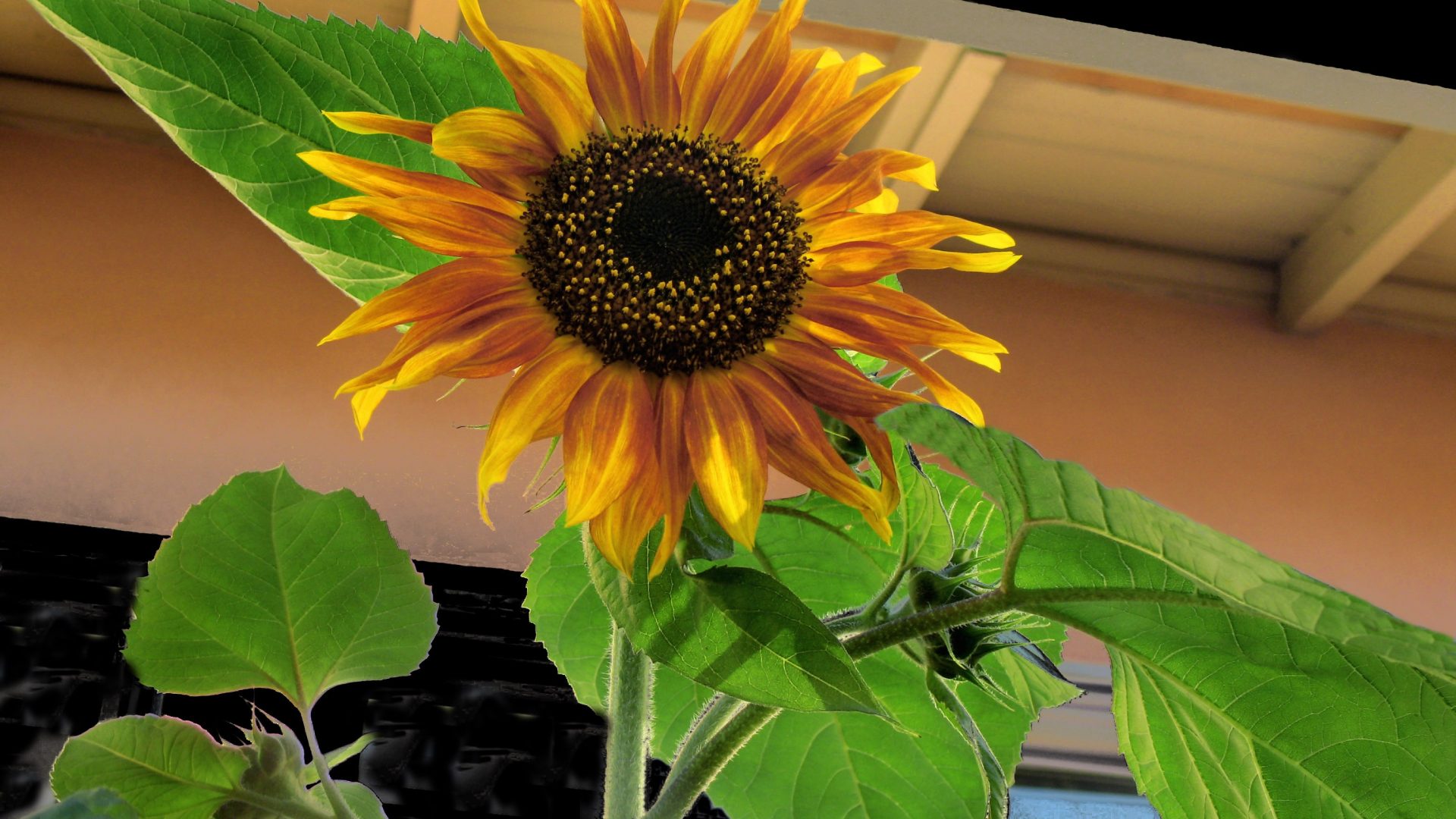 Flowers Fall Single Flower Colors Sunflowers Midnight - Sunflower ...