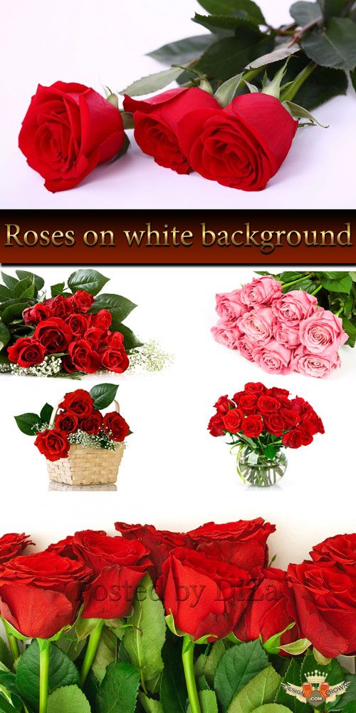 Red And Pink Roses Hd Images - Rose - 500x1000 Wallpaper - teahub.io