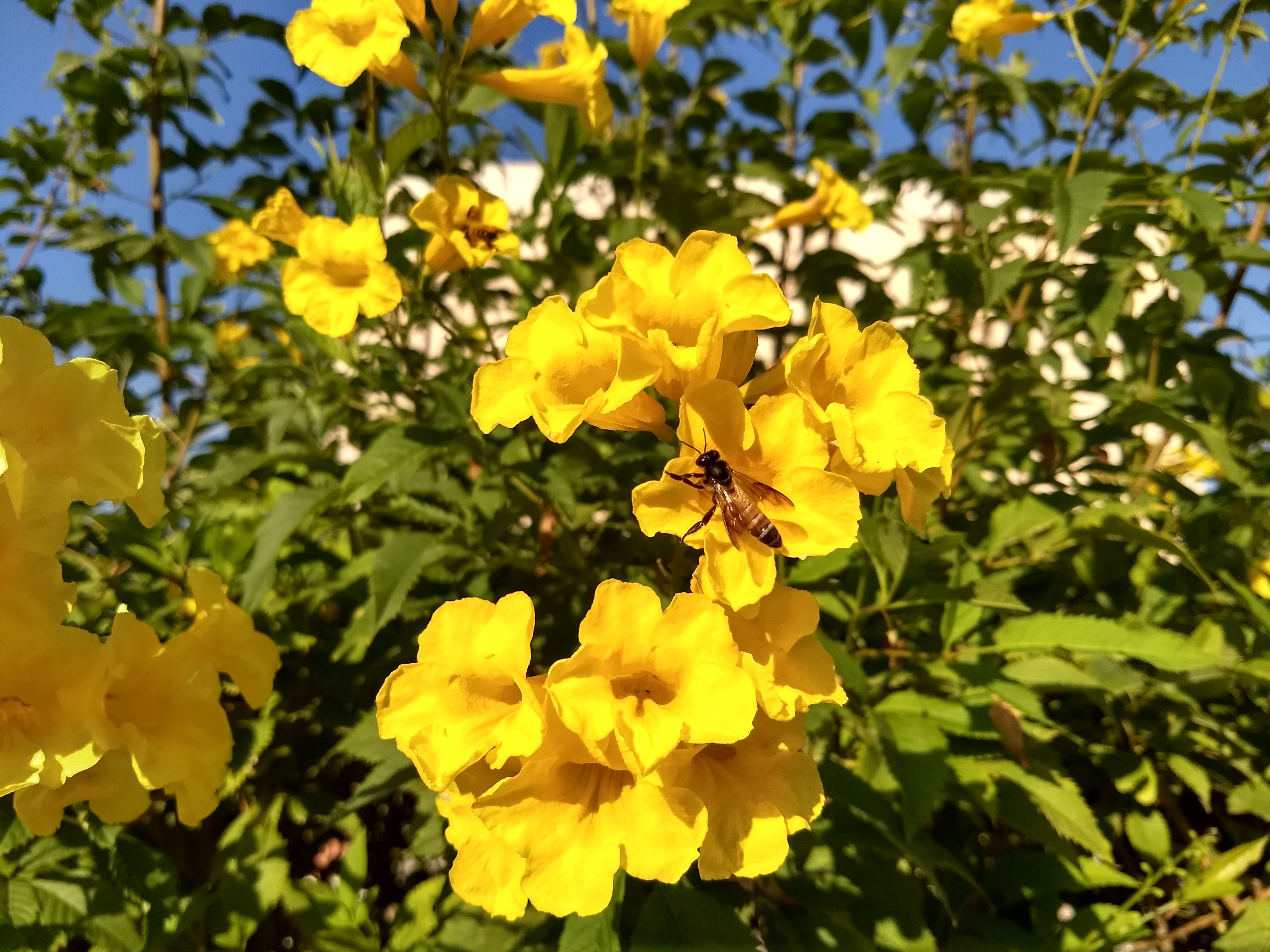 Austrian Briar - 4032x3024 Wallpaper - teahub.io