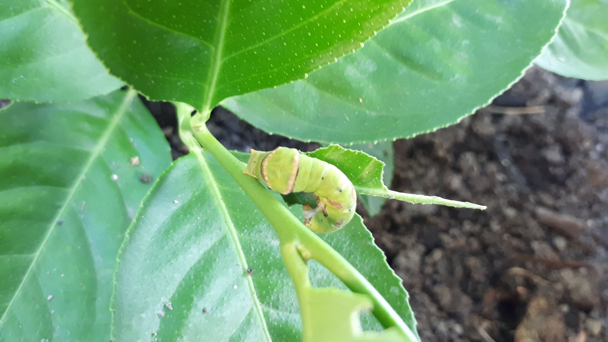 Dsc 0173 - Caterpillar - 2048x1152 Wallpaper - teahub.io