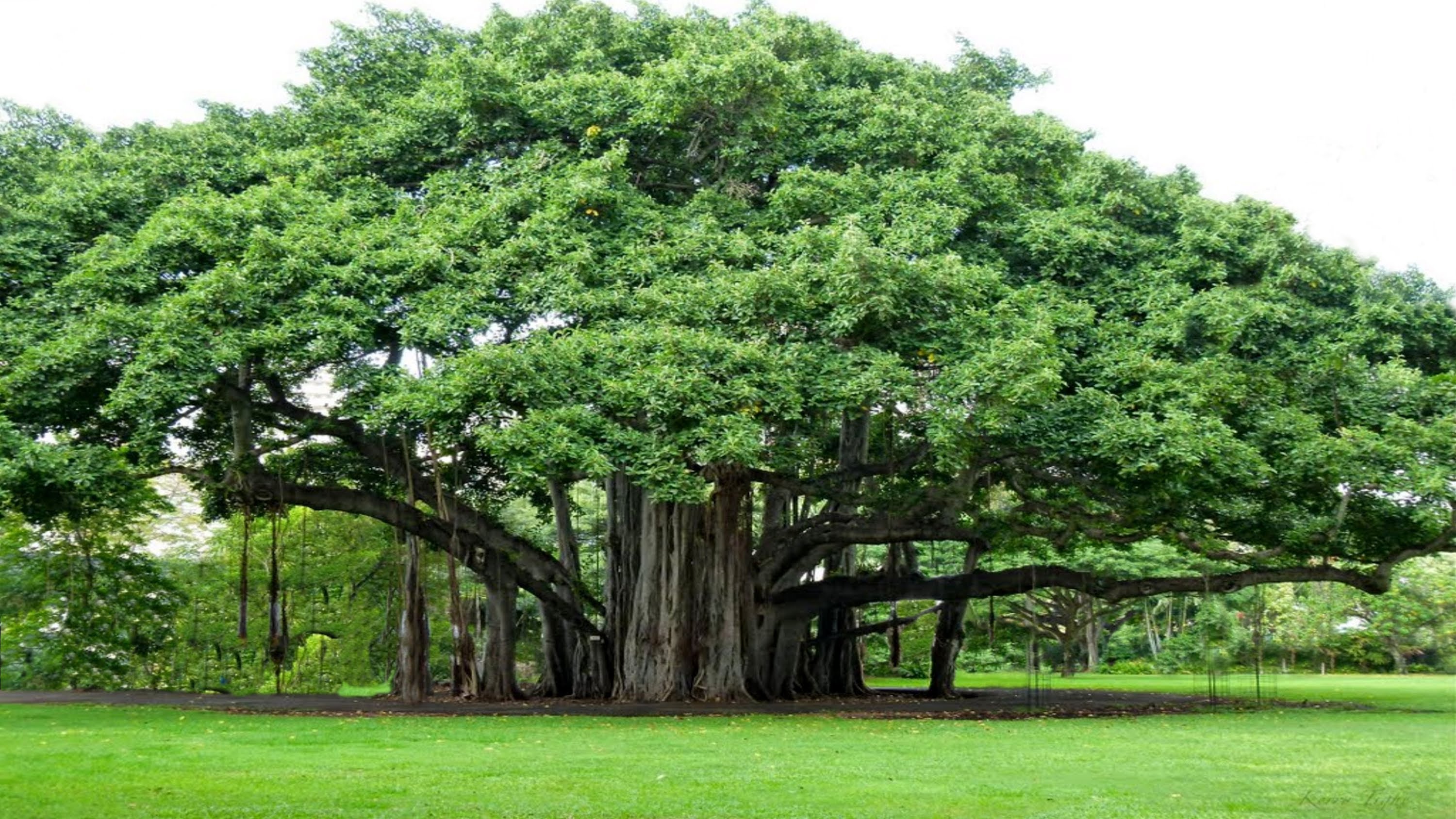 Banyan Tree 3000x1688 Wallpaper Teahub io Banyan Tree 3000x1688 Wallpaper Teahub io