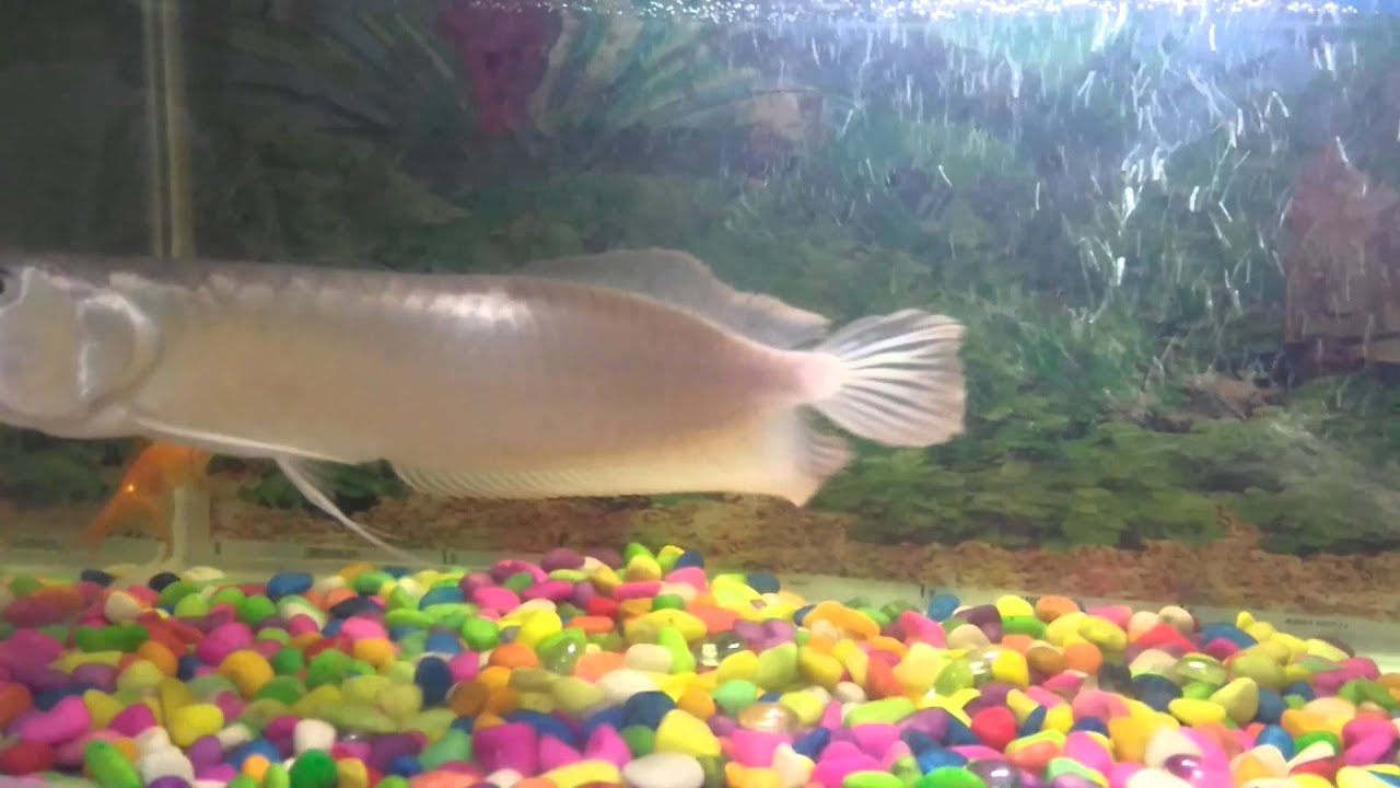 Bony-fish - 1280x720 Wallpaper - teahub.io