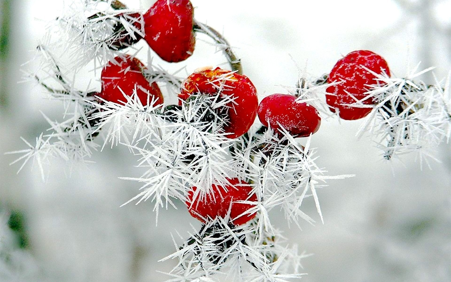 Winter Snow Red Berries - 1920x1200 Wallpaper - teahub.io