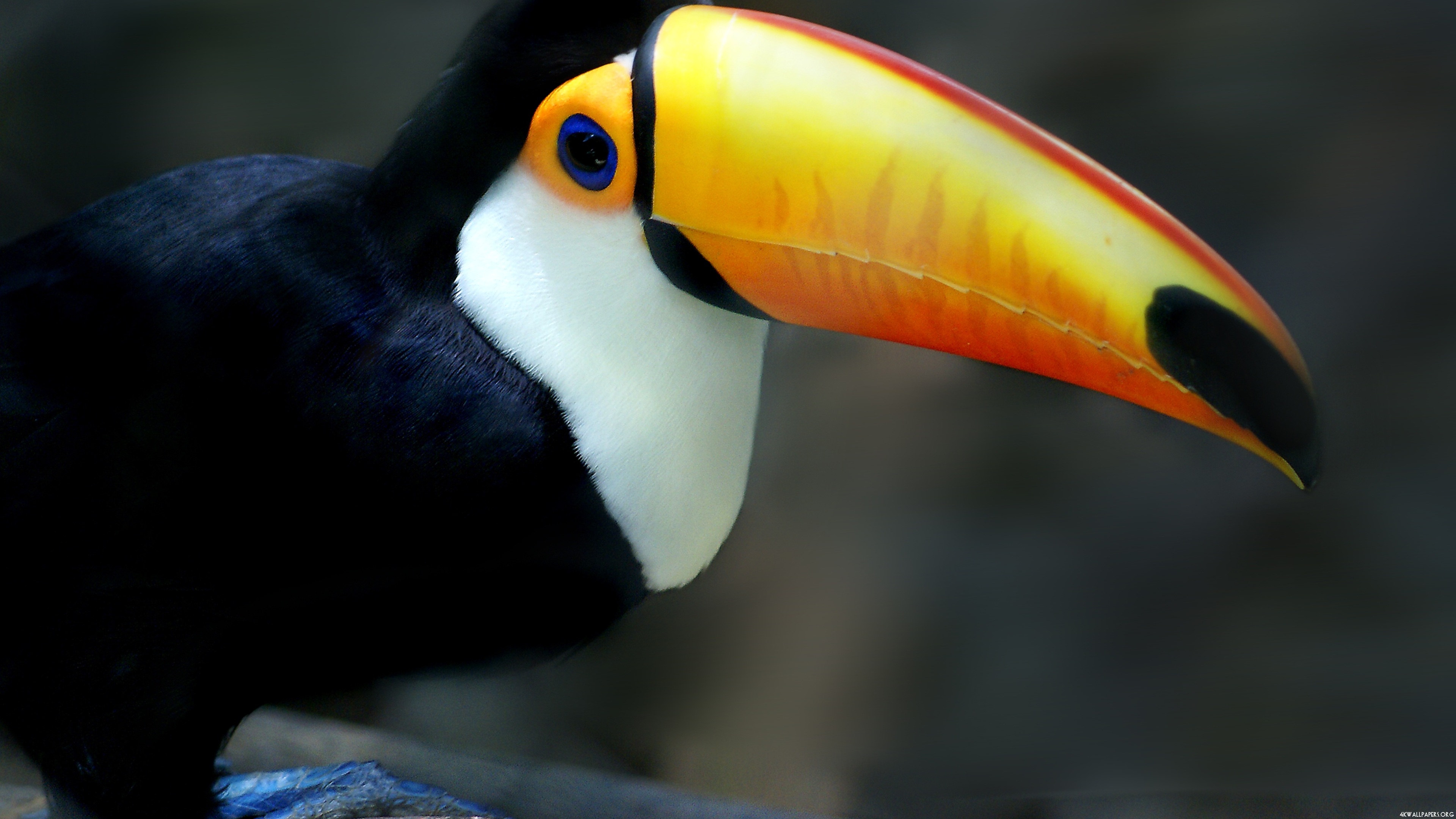 Tucano Bird Wallpaper - 3840x2160 Wallpaper - teahub.io