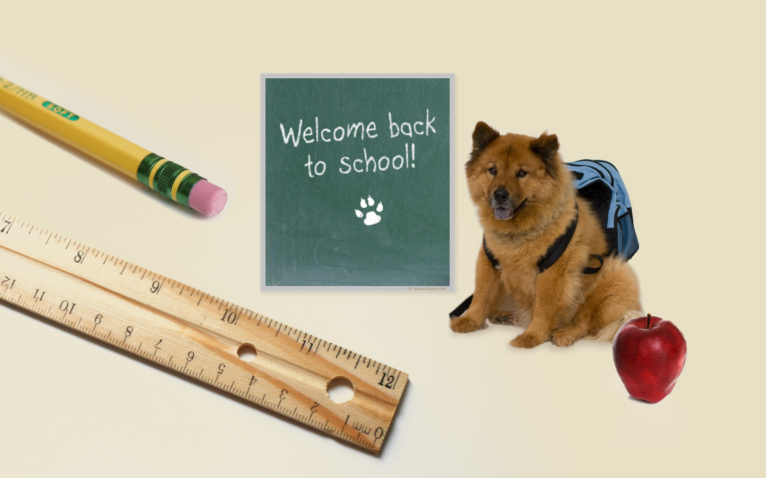 Welcome Back To School Dog - 2560x1600 Wallpaper - teahub.io