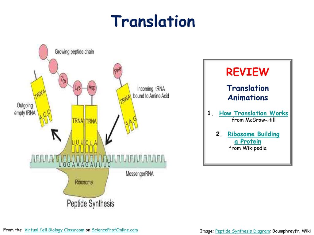 Translation Diagram Biology Images 760 @ - Translation Reads 5 3 ...