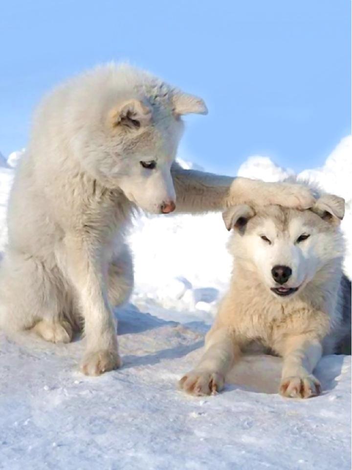 Wolves Cute - 720x960 Wallpaper - teahub.io