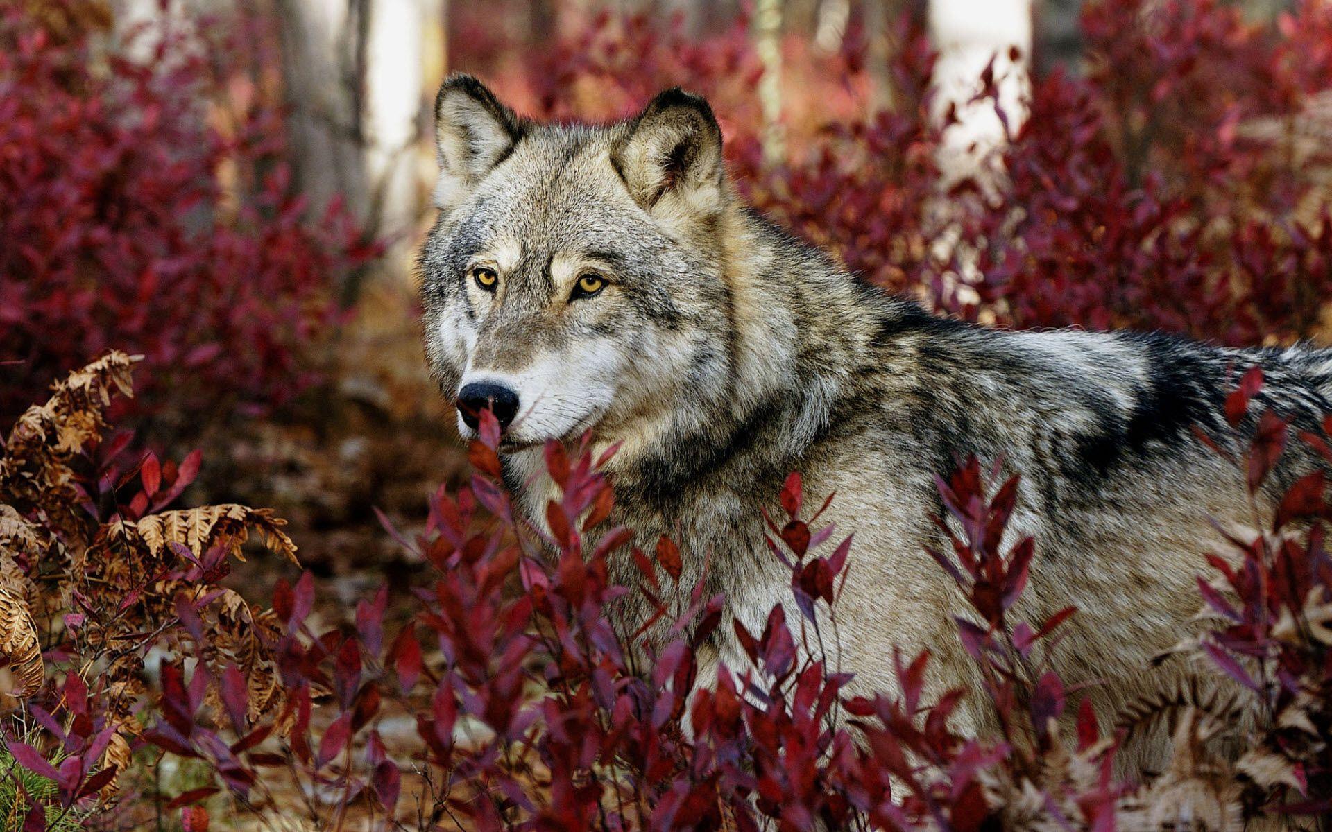 Wolf Hd Wallpapers - Hd Wolves - 1920x1200 Wallpaper - teahub.io