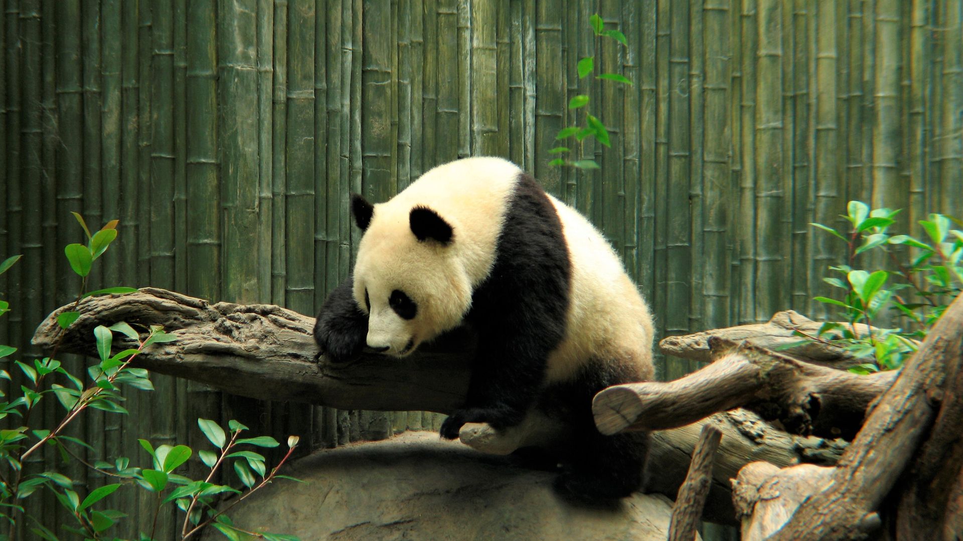 Panda Wallpaper Hd 1920x1080