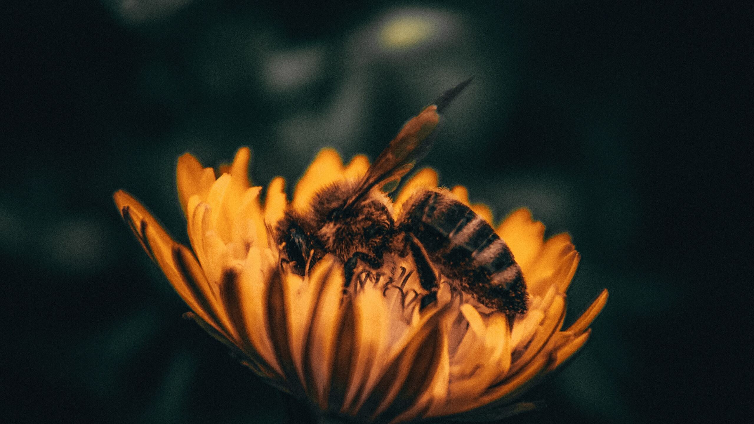 Pollen - 2560x1440 Wallpaper - teahub.io