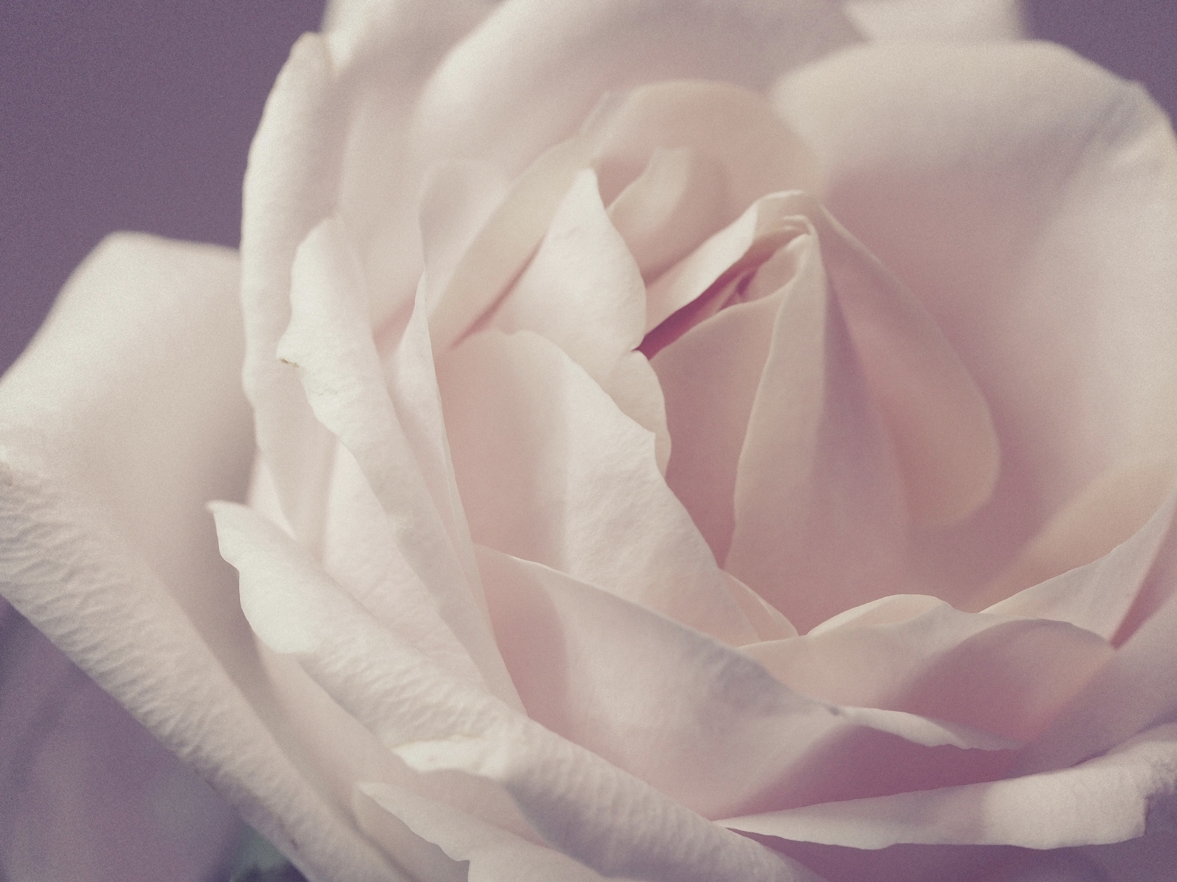 Spiritual Rose - 3901x2925 Wallpaper - teahub.io