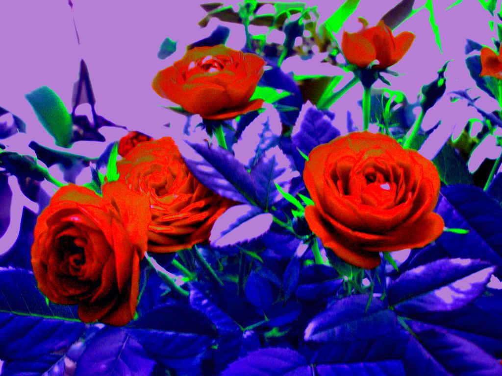 Psychedelic Roses - 1024x768 Wallpaper - teahub.io