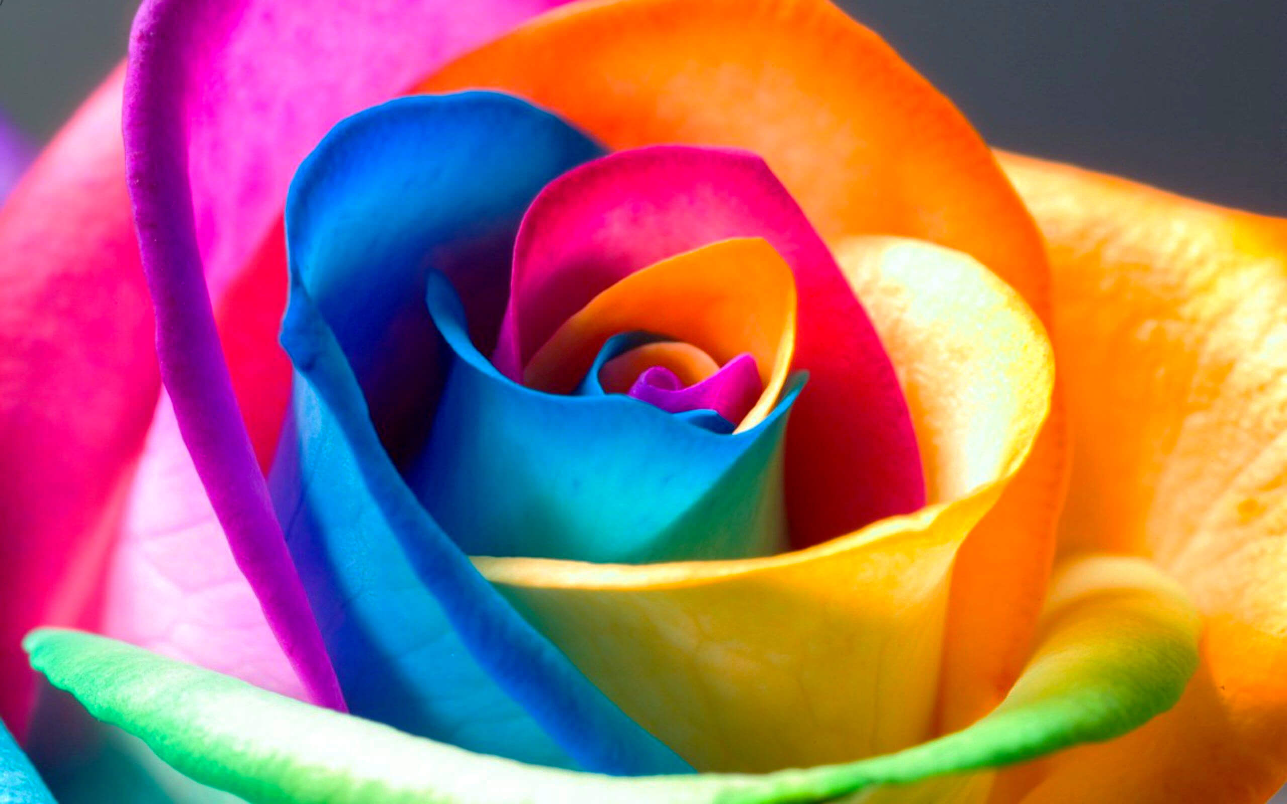Colorful Rose Full Hd Quality Wallpapers - 2560x1600 Wallpaper - teahub.io