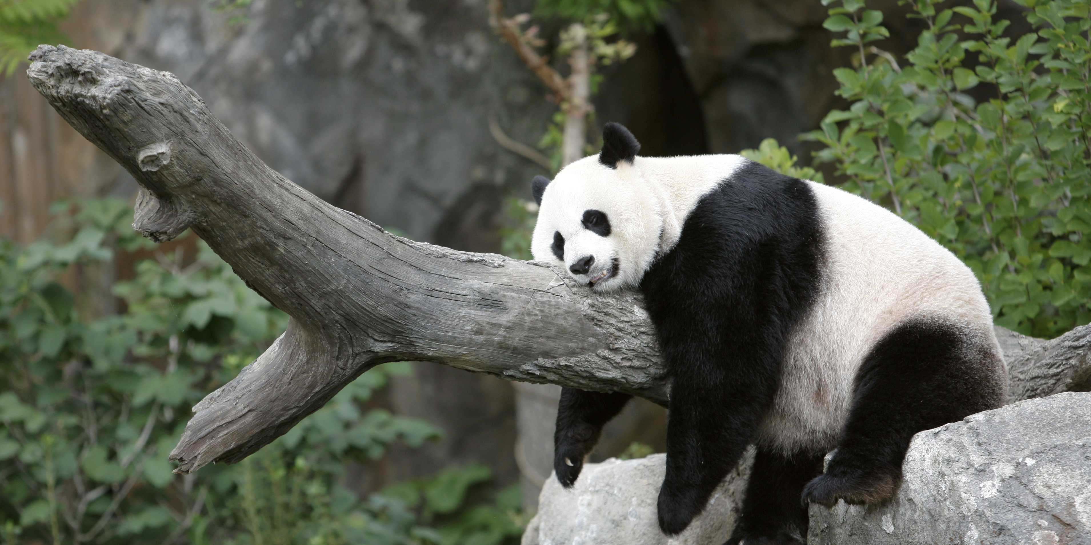 Panda Bear Waking Up - 3819x1909 Wallpaper - teahub.io