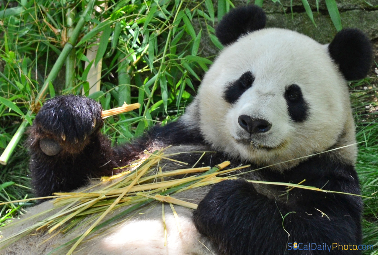 Giant Pandas Food - 1280x865 Wallpaper - teahub.io