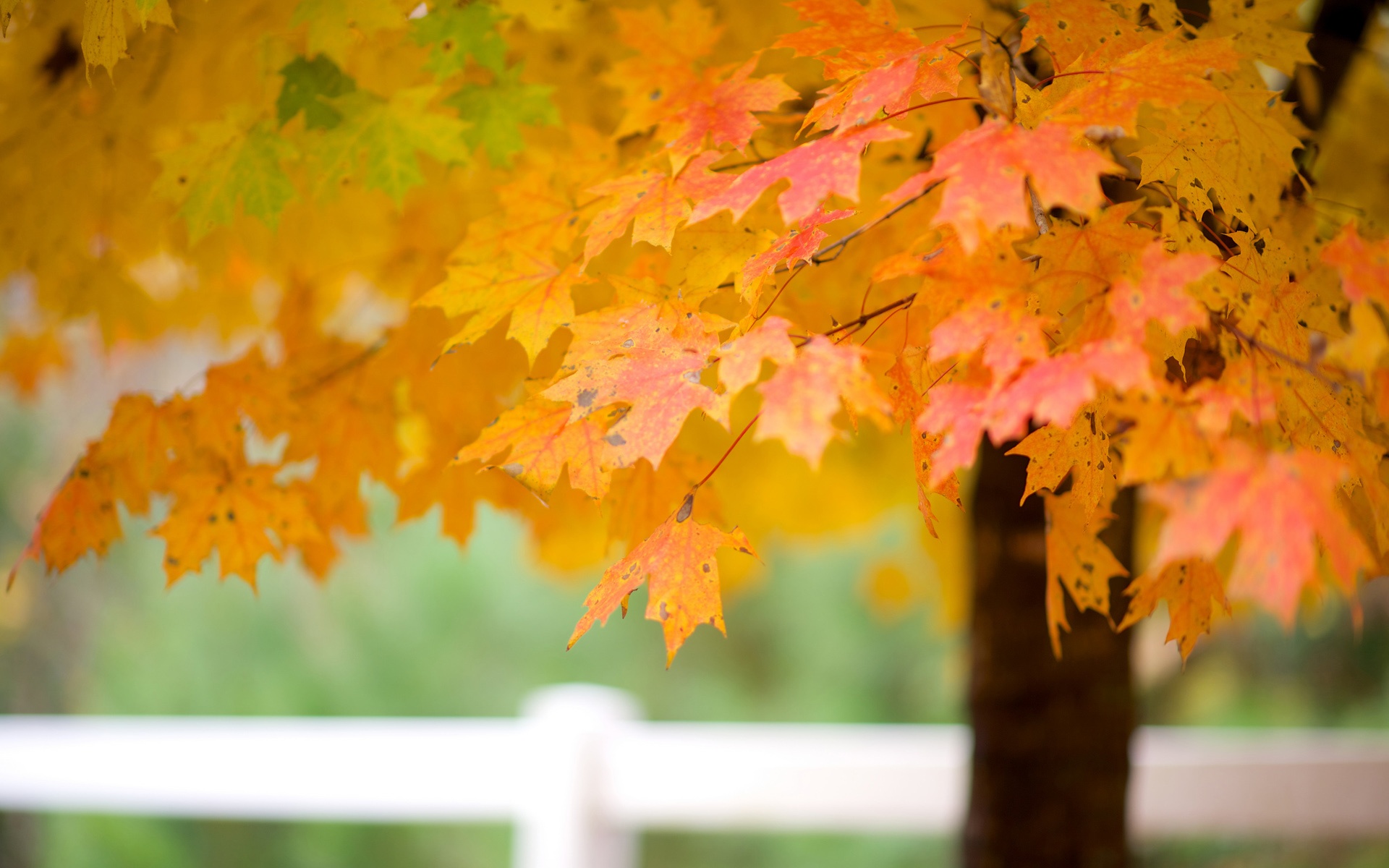 Wallpaper Maple Tree Leaves, Autumn - วอลเปเปอร์ ต้น เม เปิ้ ล ...