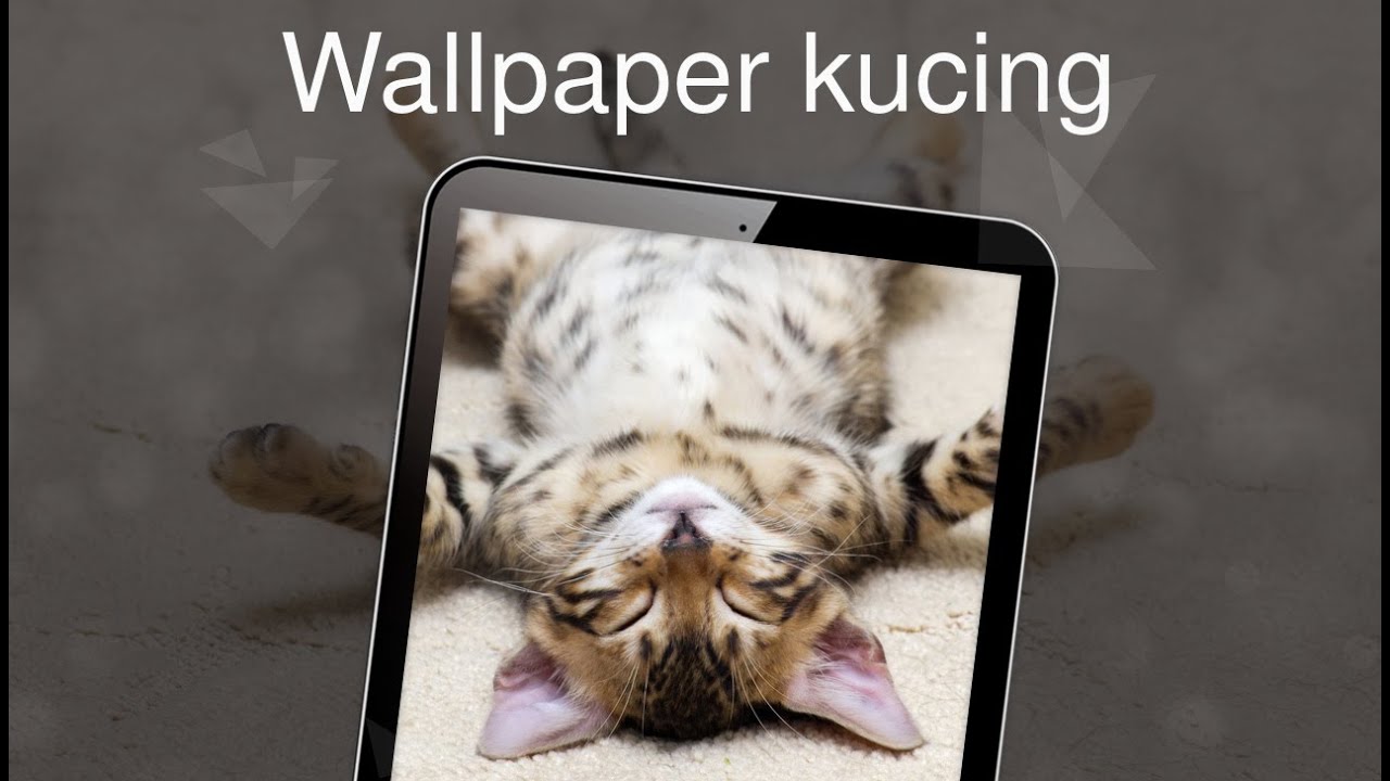 Wallpaper Kucing - 1280x720 Wallpaper - teahub.io