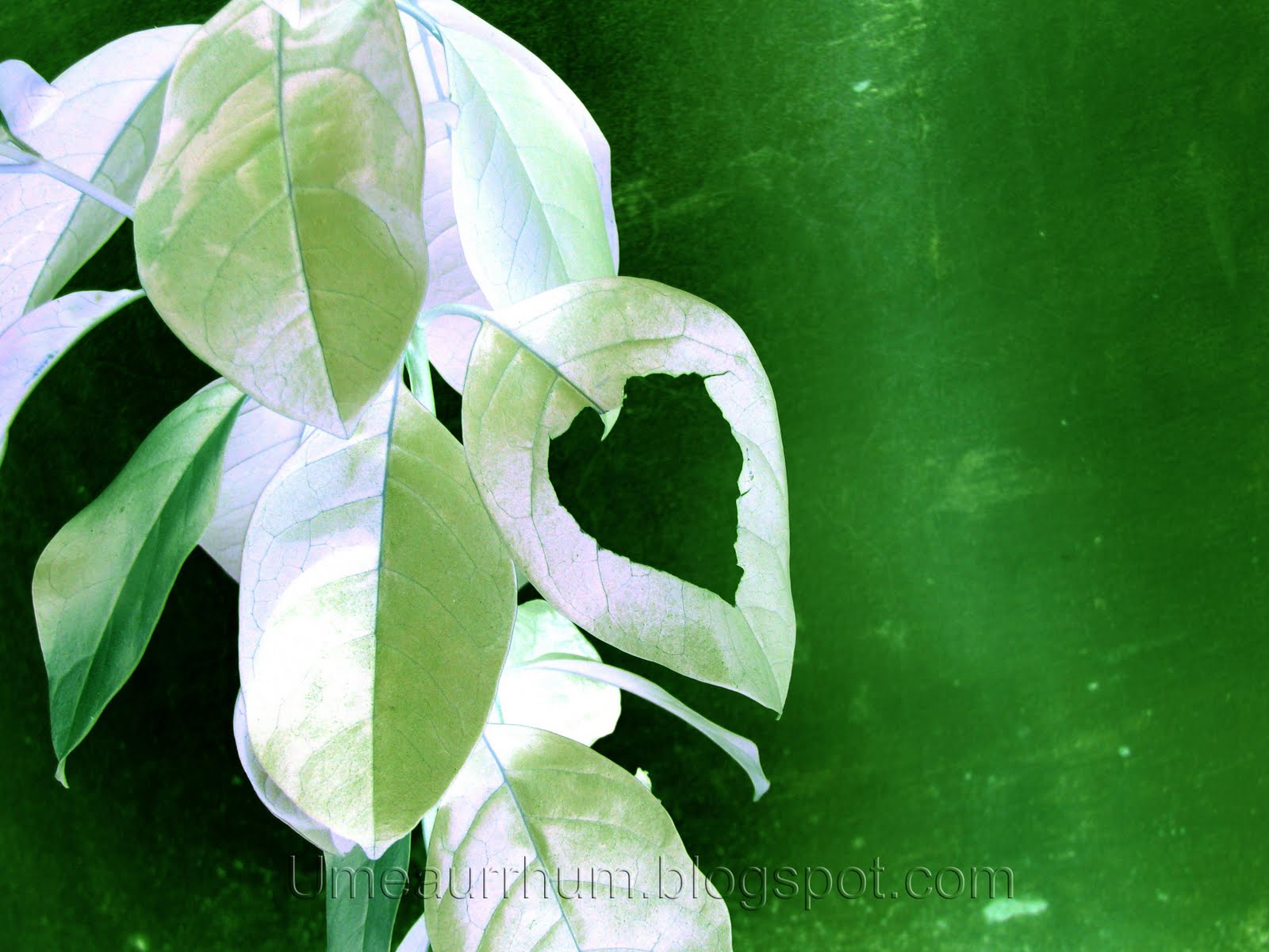 Wallpaper - 1600x1200 Wallpaper - teahub.io