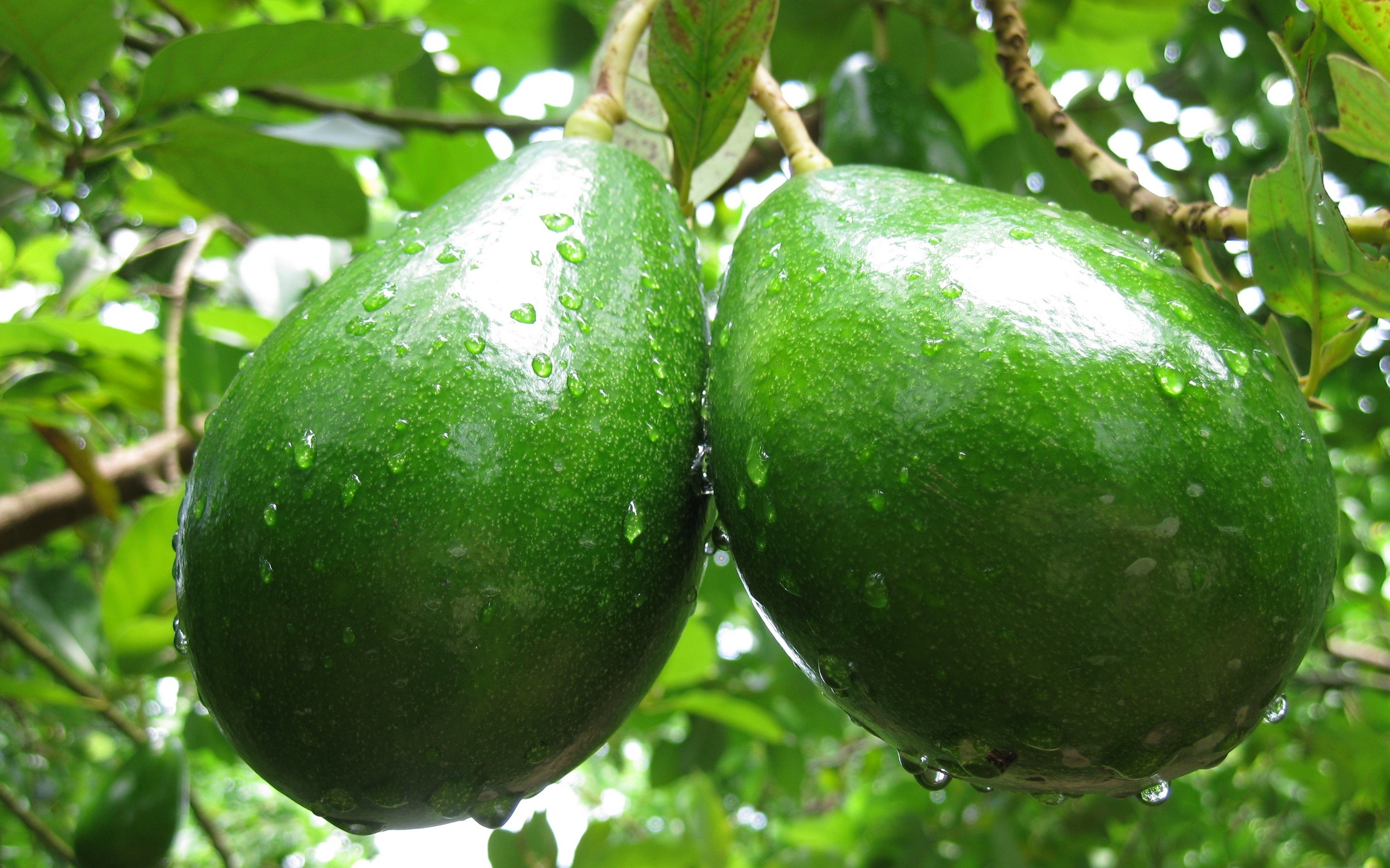 High Res Avocado Tree - 2560x1600 Wallpaper - teahub.io