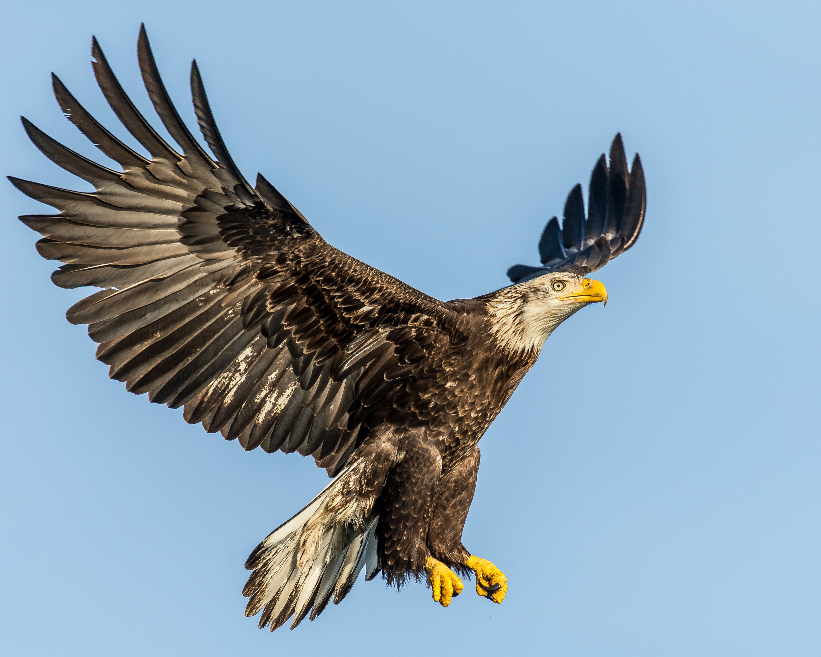 Golden Eagle Flying Wallpaper