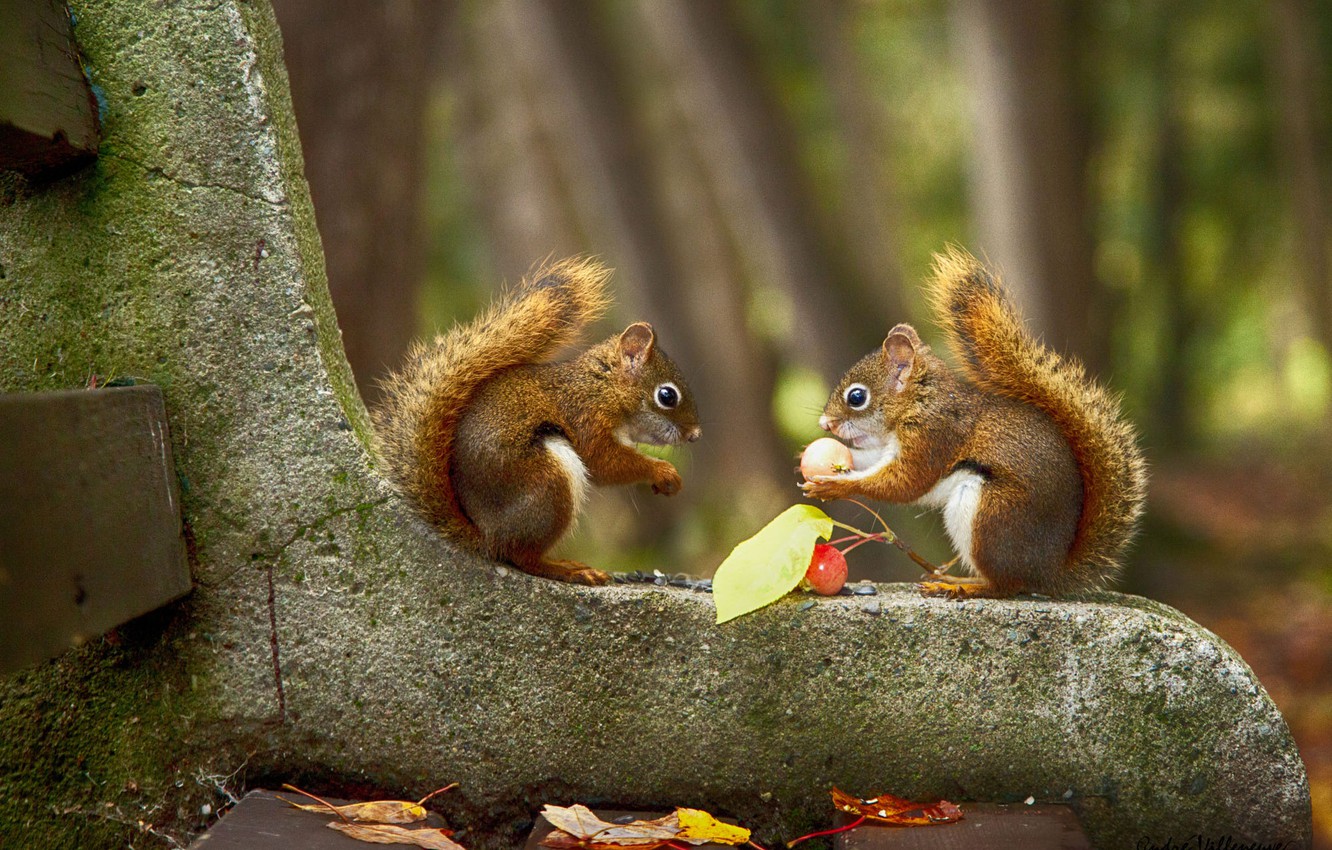 Photo Wallpaper Blurred Background, On The Bench, Two - Fox Squirrel ...
