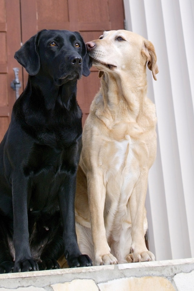 Dog Couple Wallpaper Iphone - 640x960 Wallpaper - teahub.io