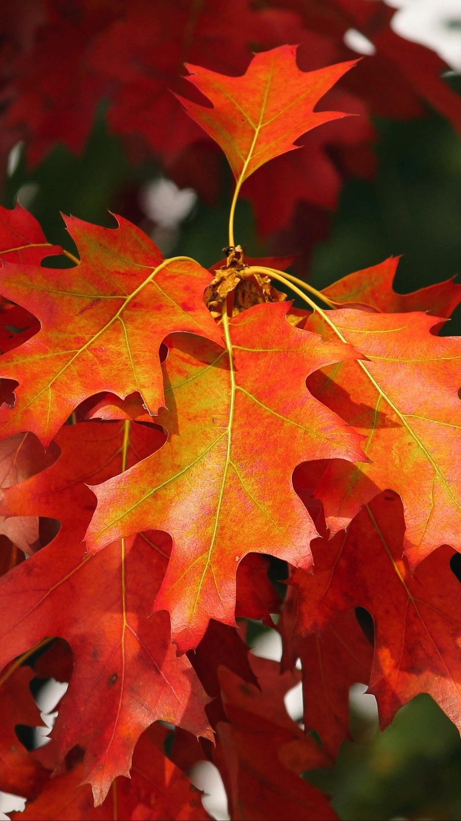 Wallpaper Leaves, Autumn, Red, October - Fall Leaves - 938x1668 ...
