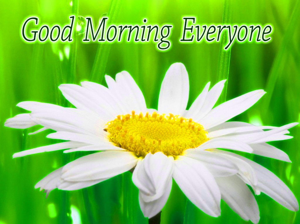 Beautiful Good Mrng Hd - 1024x764 Wallpaper - teahub.io