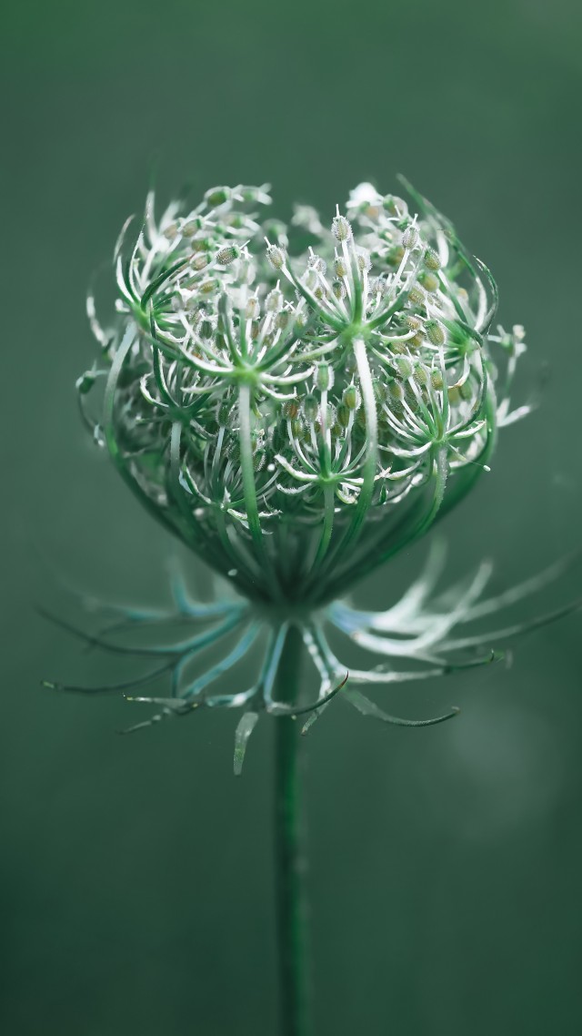 Flower, Green, Macro, 10k - Nature 10k - 640x1138 Wallpaper - teahub.io