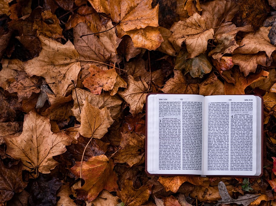 Bible In Fall Leaves - 910x682 Wallpaper - teahub.io