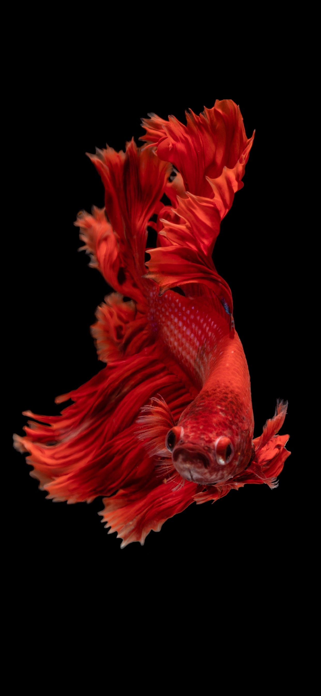 Koi Fish, Red, Underwater - Red Fish - 1242x2688 Wallpaper - teahub.io