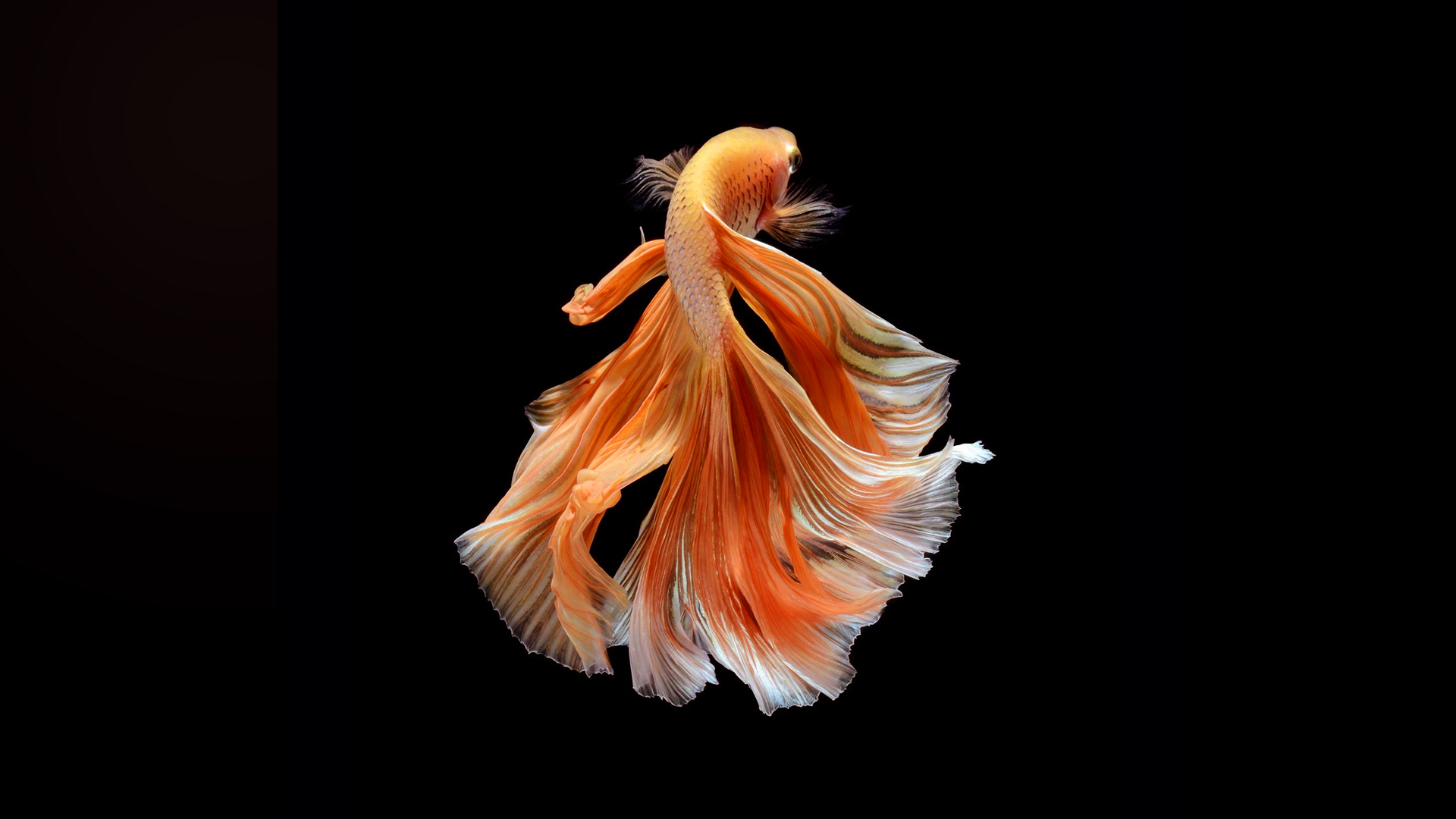Most Beautiful Siamese Fighting Fish - 1920x1080 Wallpaper - teahub.io