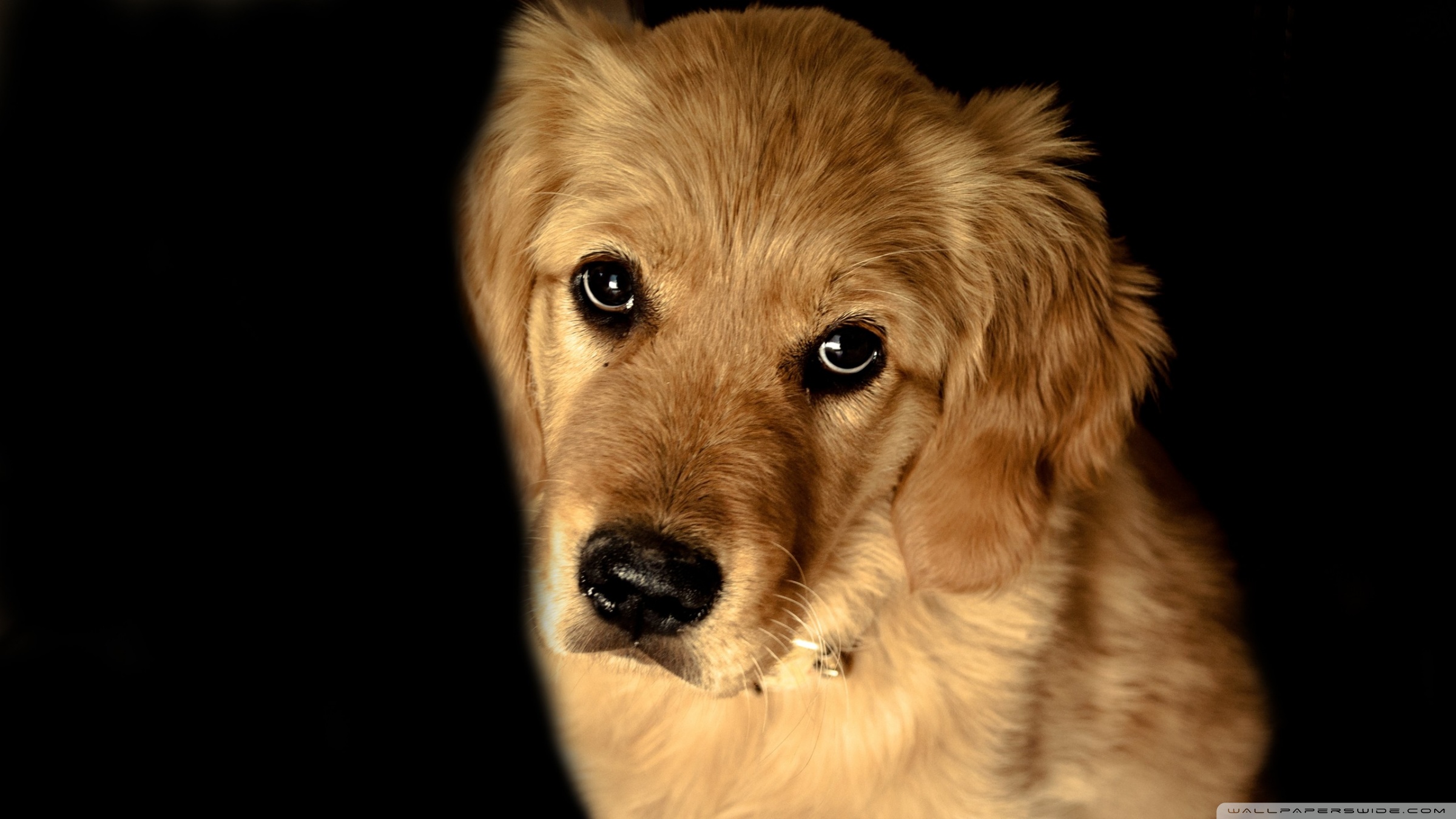 Sad Dog With Black Background - 2400x1350 Wallpaper - teahub.io