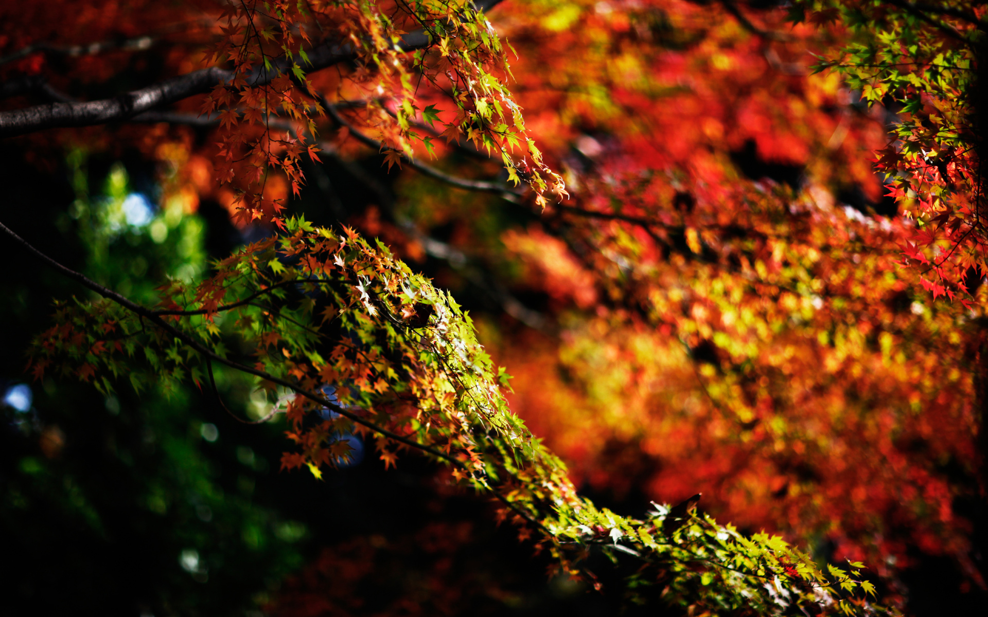 Maple Tree Wallpaper Hd - 1920x1200 Wallpaper - teahub.io
