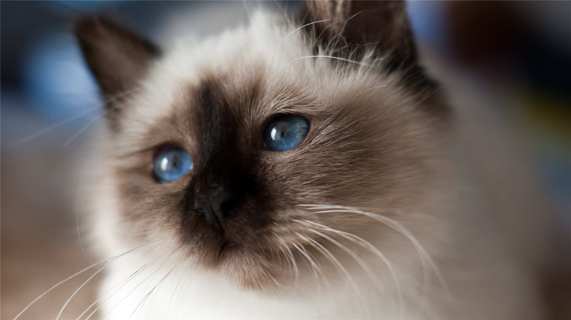 Birman Cat Wallpaper Hd - Birman Cat - 1920x1077 Wallpaper - teahub.io
