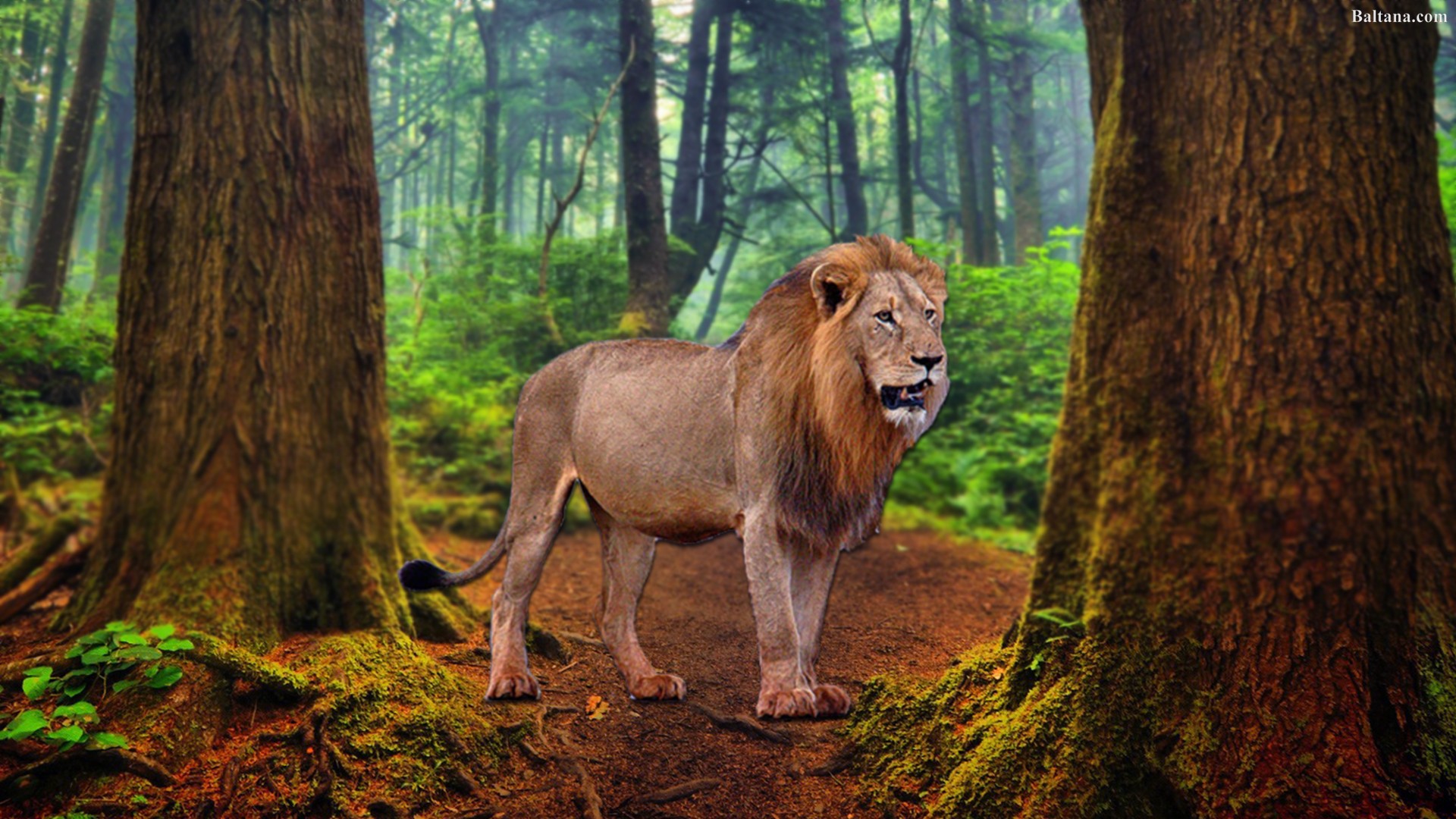 Lion Hd Wallpaper - Forest Wallpaper Download - 1920x1080 Wallpaper ...