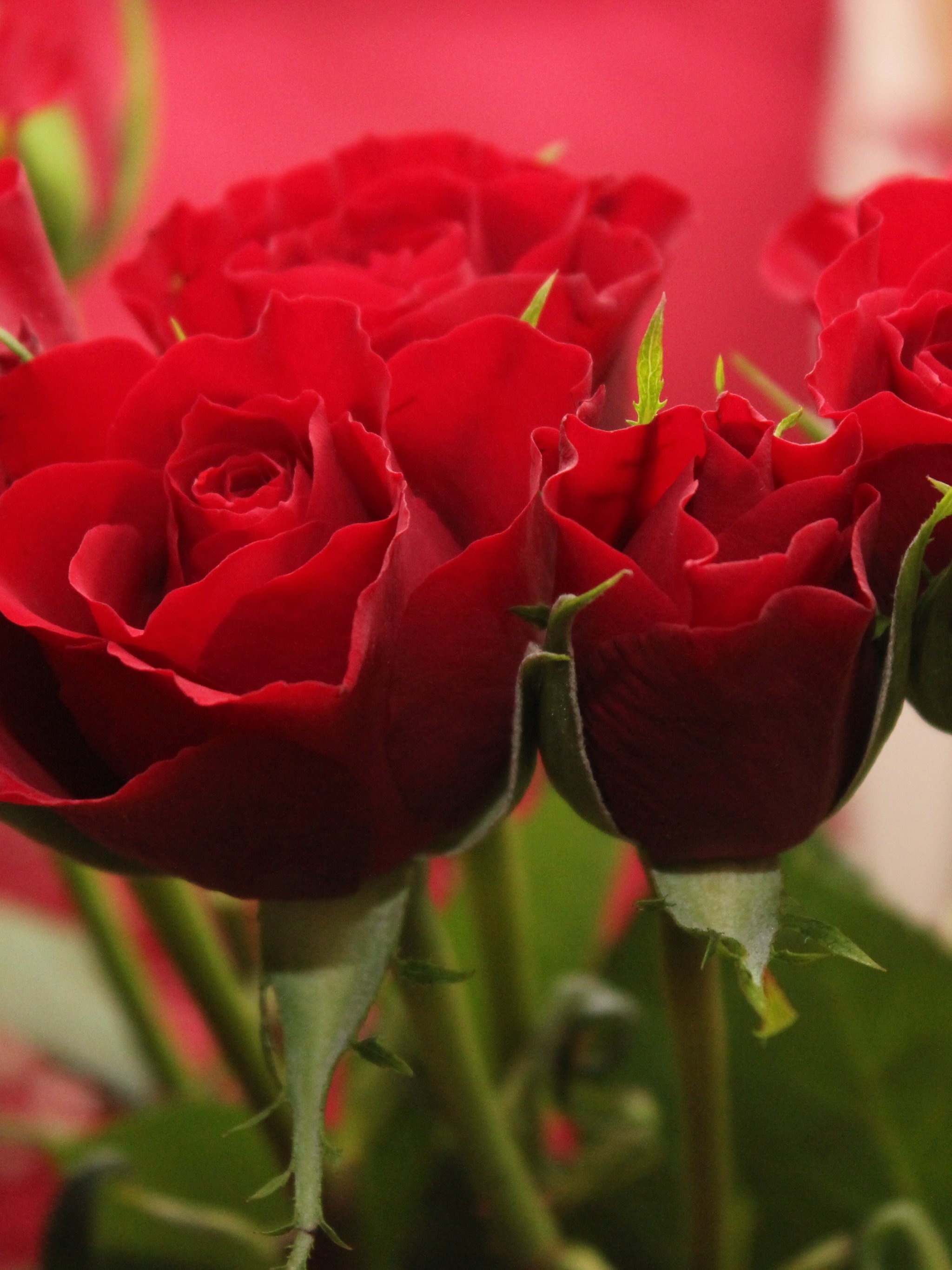 Rose Wallpaper Hd Portrait - 2048x2732 Wallpaper - teahub.io