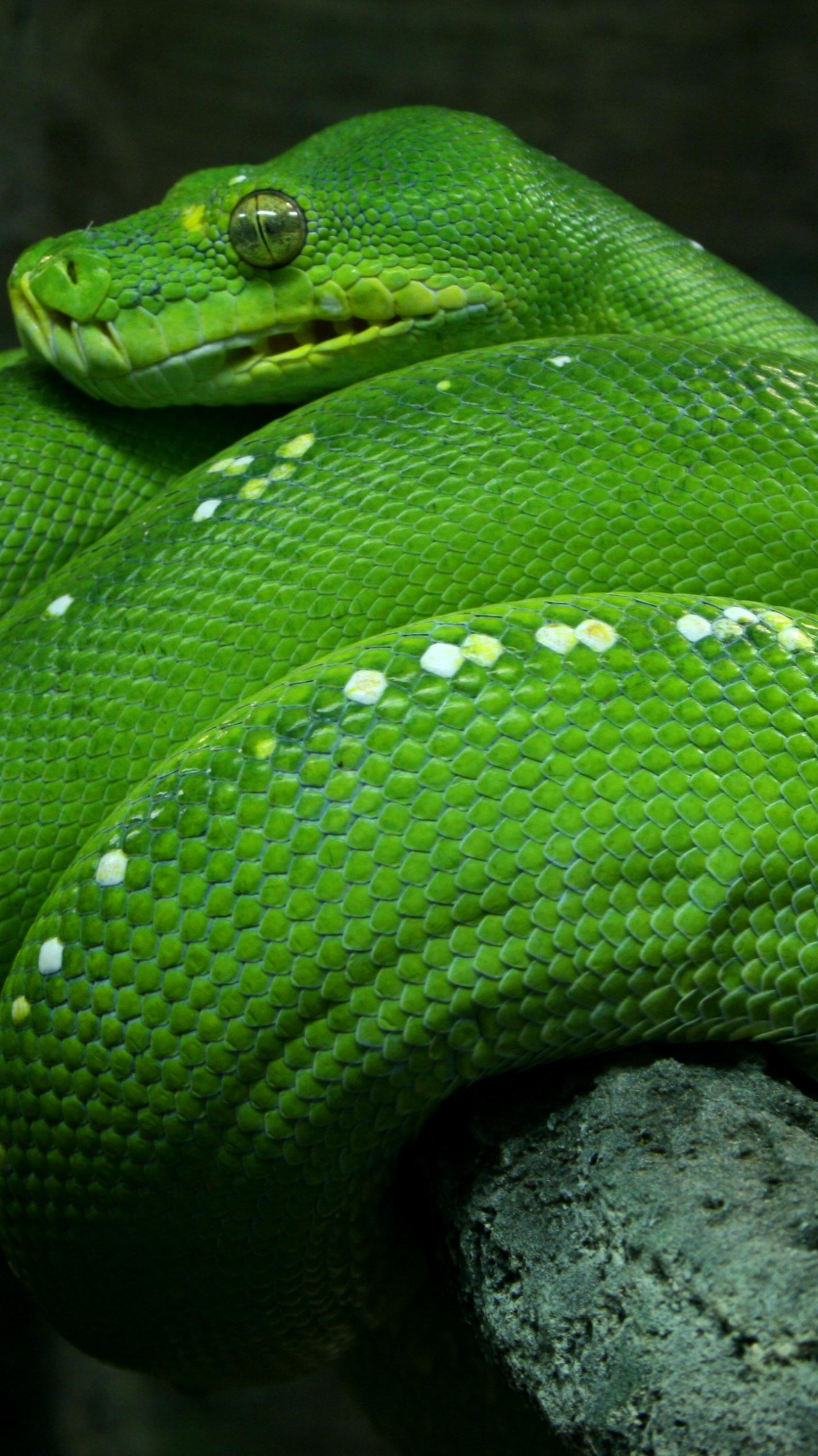 Python, Singapore, 4k, Hd Wallpaper, Zoo, Emerald, - Green Snake 4k ...