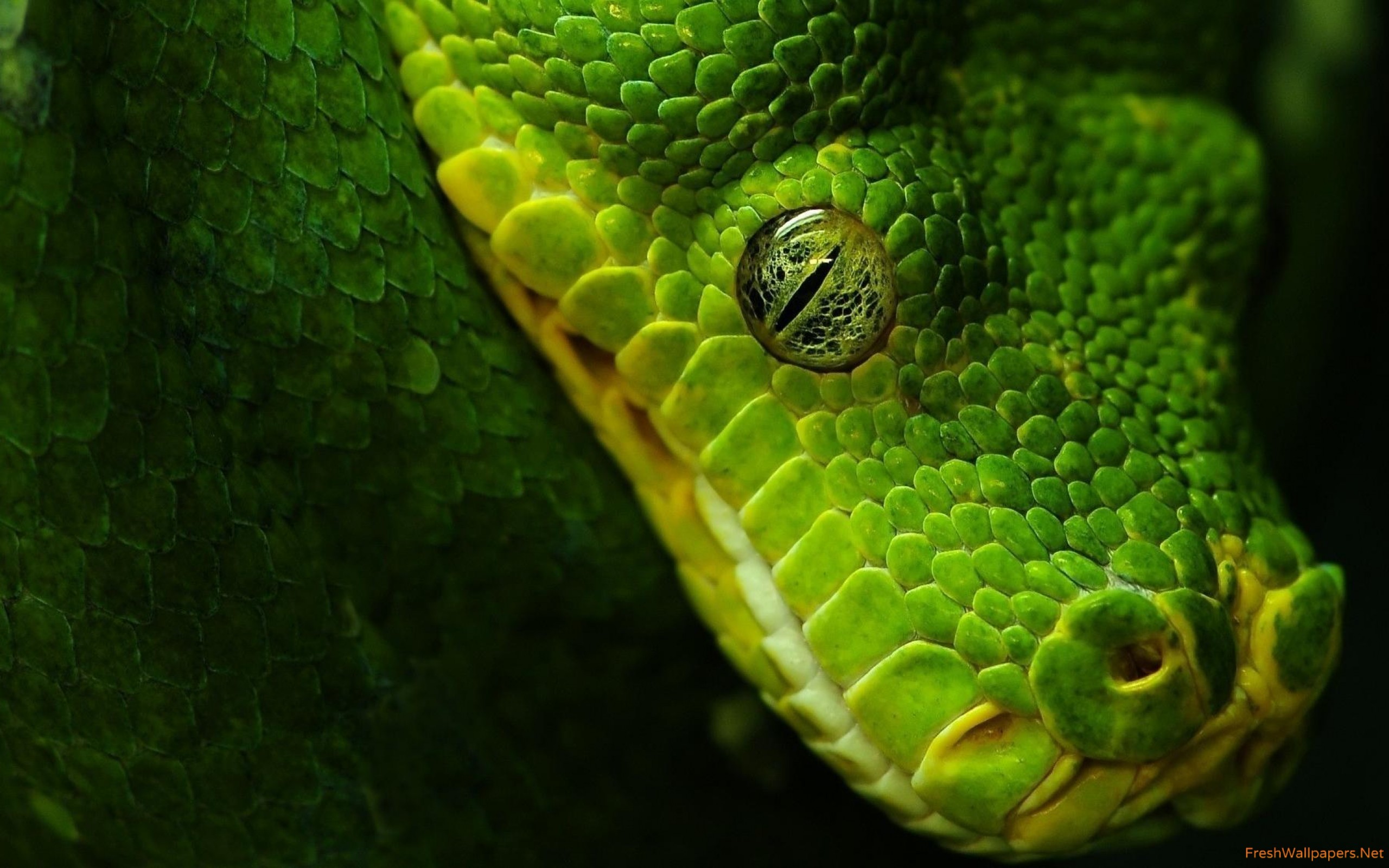 Snake Eye High Resolution - 2560x1600 Wallpaper - teahub.io