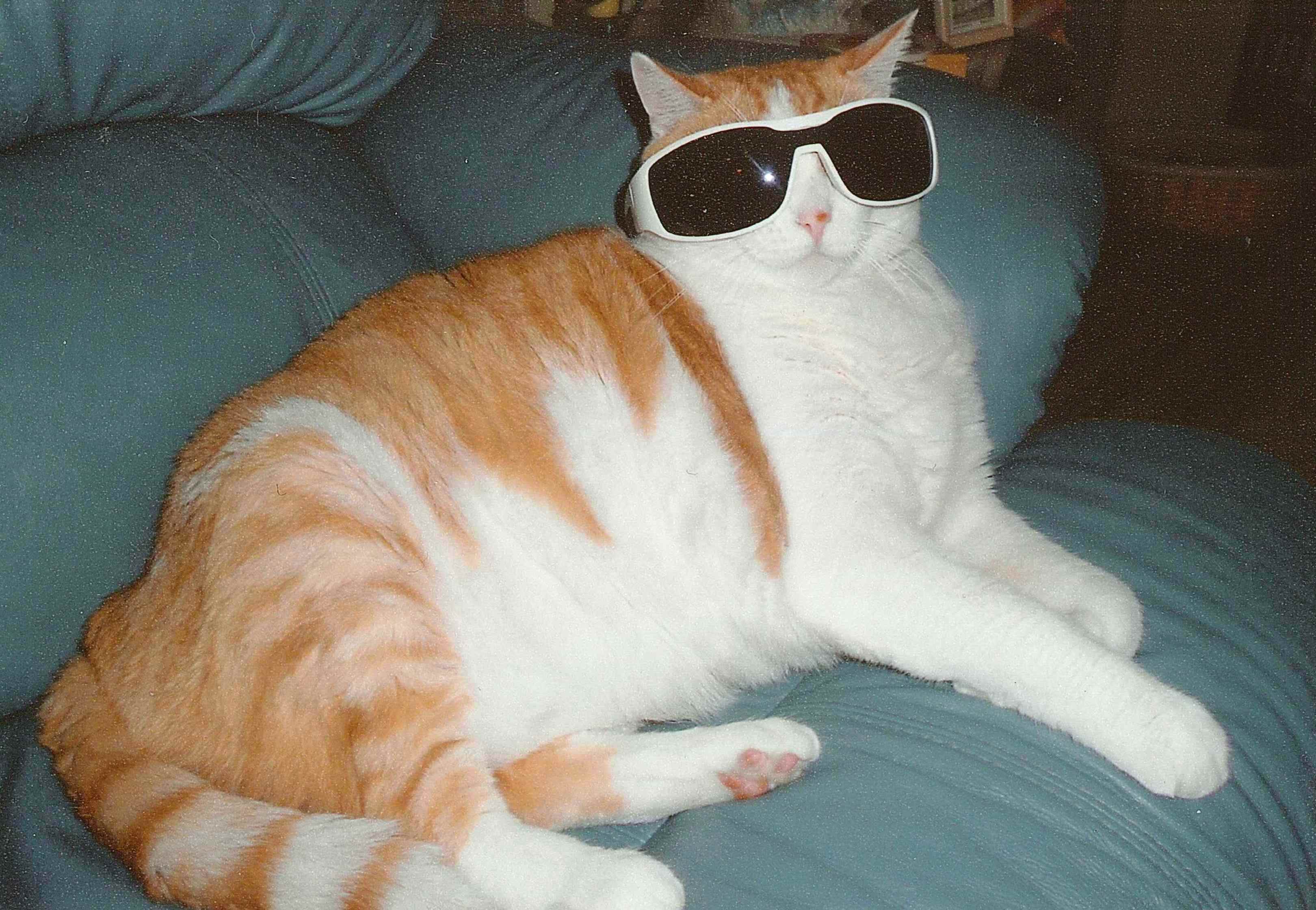 Noah Cropped - Cool Cat - 3240x2239 Wallpaper - teahub.io