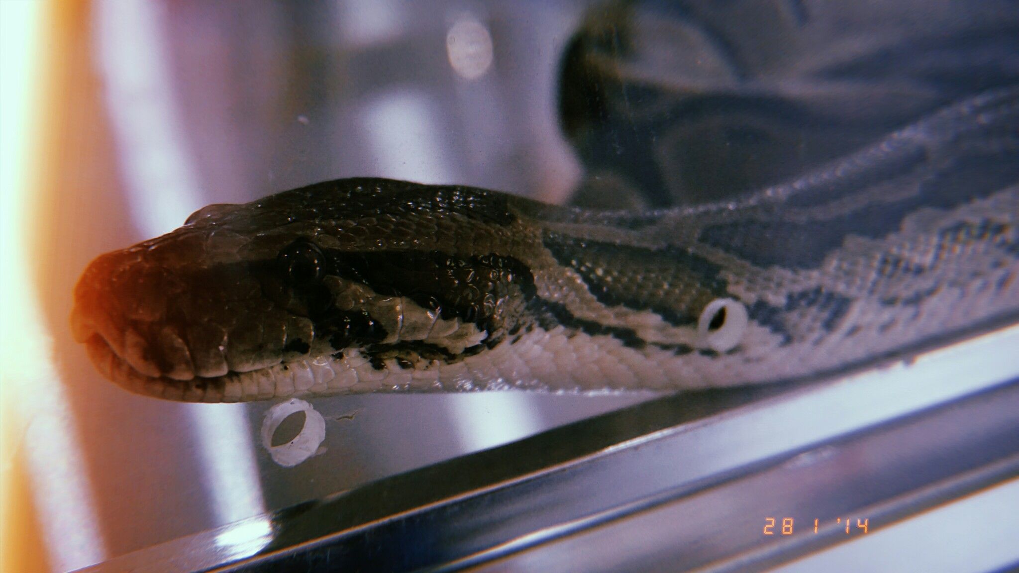 Rock Python - 2048x1152 Wallpaper - teahub.io