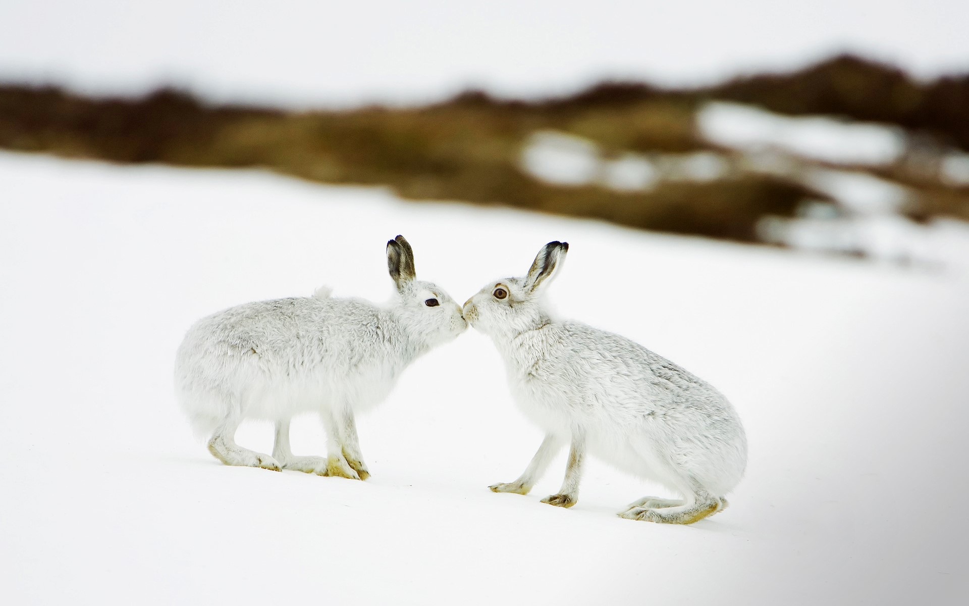 Wallpaper Two Rabbits In Snow, Kiss - Mountain Hares Scotland ...