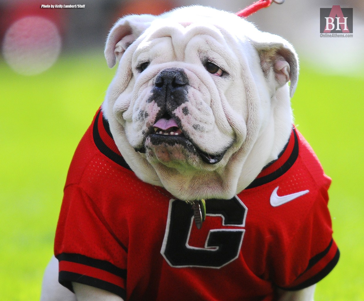 Georgia Bulldogs Uga - 1240x1024 Wallpaper - teahub.io